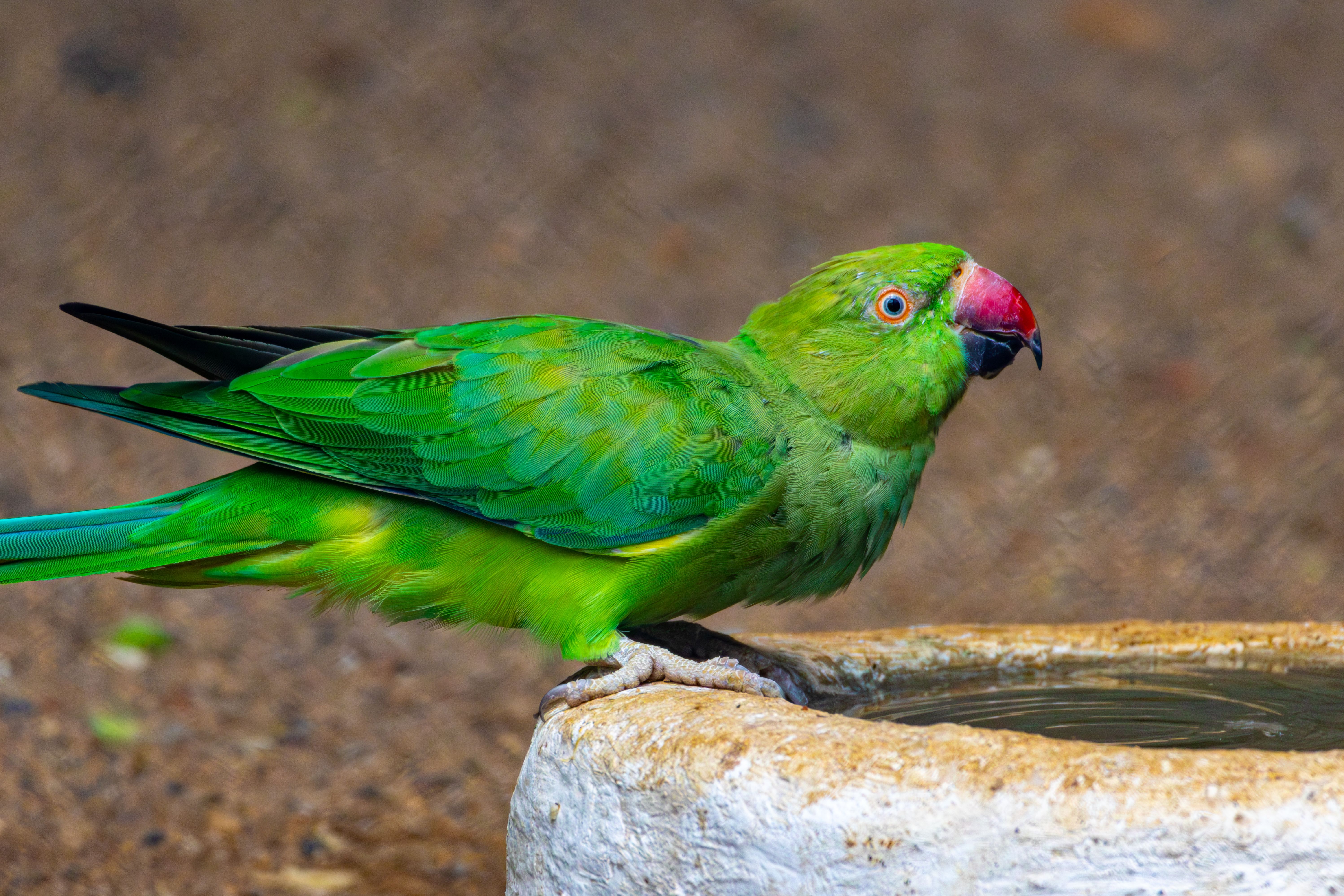 Vibrant Green Parakeet at Birdbath · Free Stock Photo