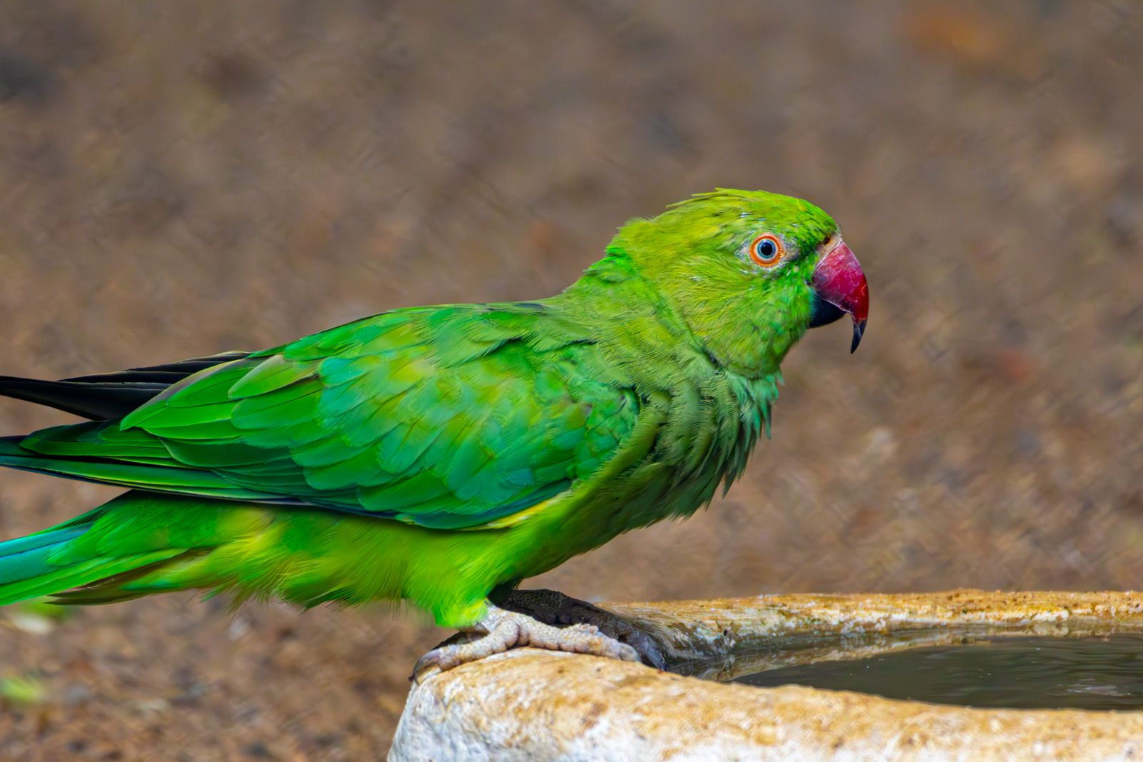 Parrot Images Photos, Download The BEST Free Parrot Images Stock Photos ...