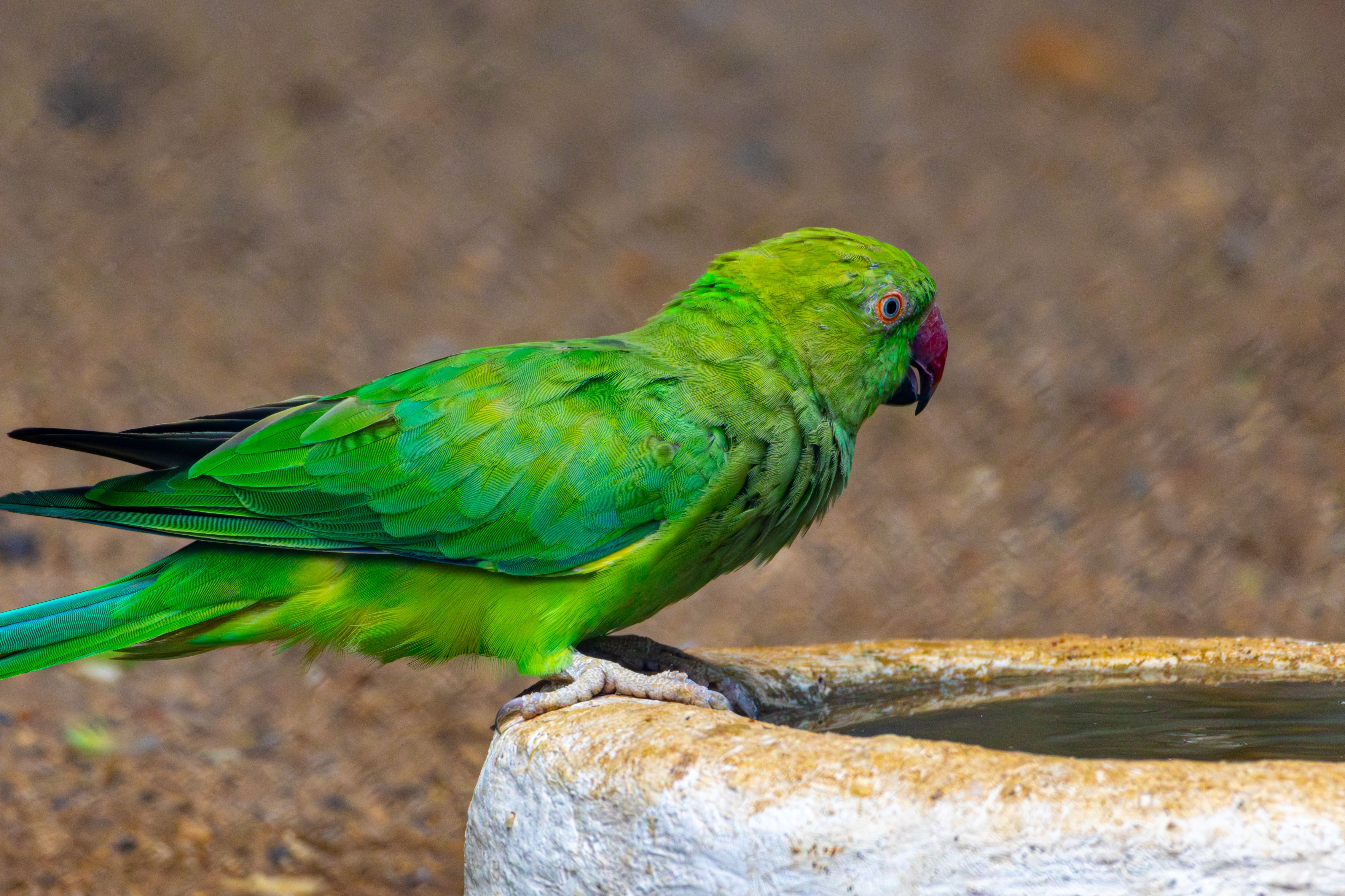 Vibrant Green Parakeet Drinking from Stone Basin · Free Stock Photo