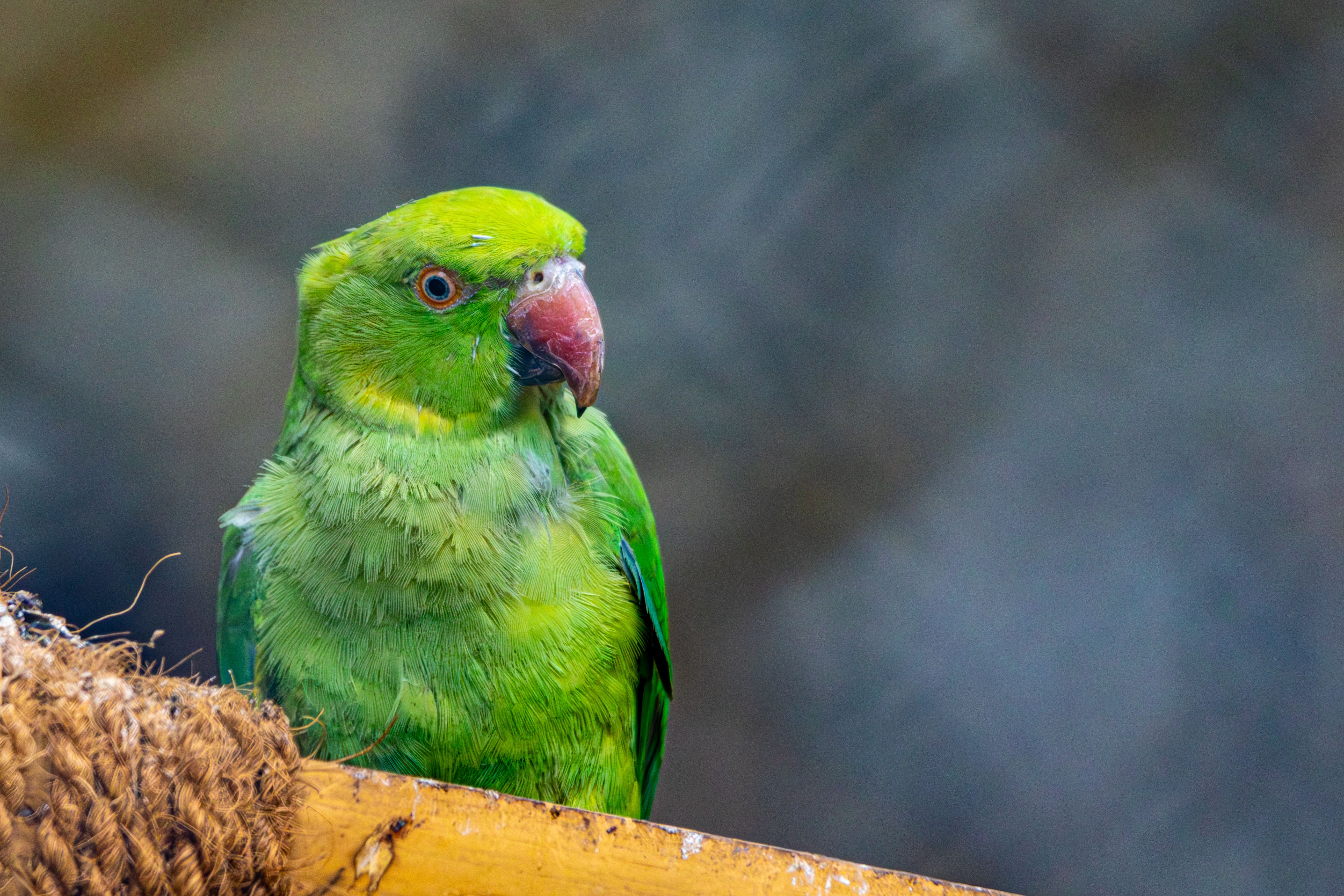 Vibrant Green Parrot Perched Outdoors · Free Stock Photo