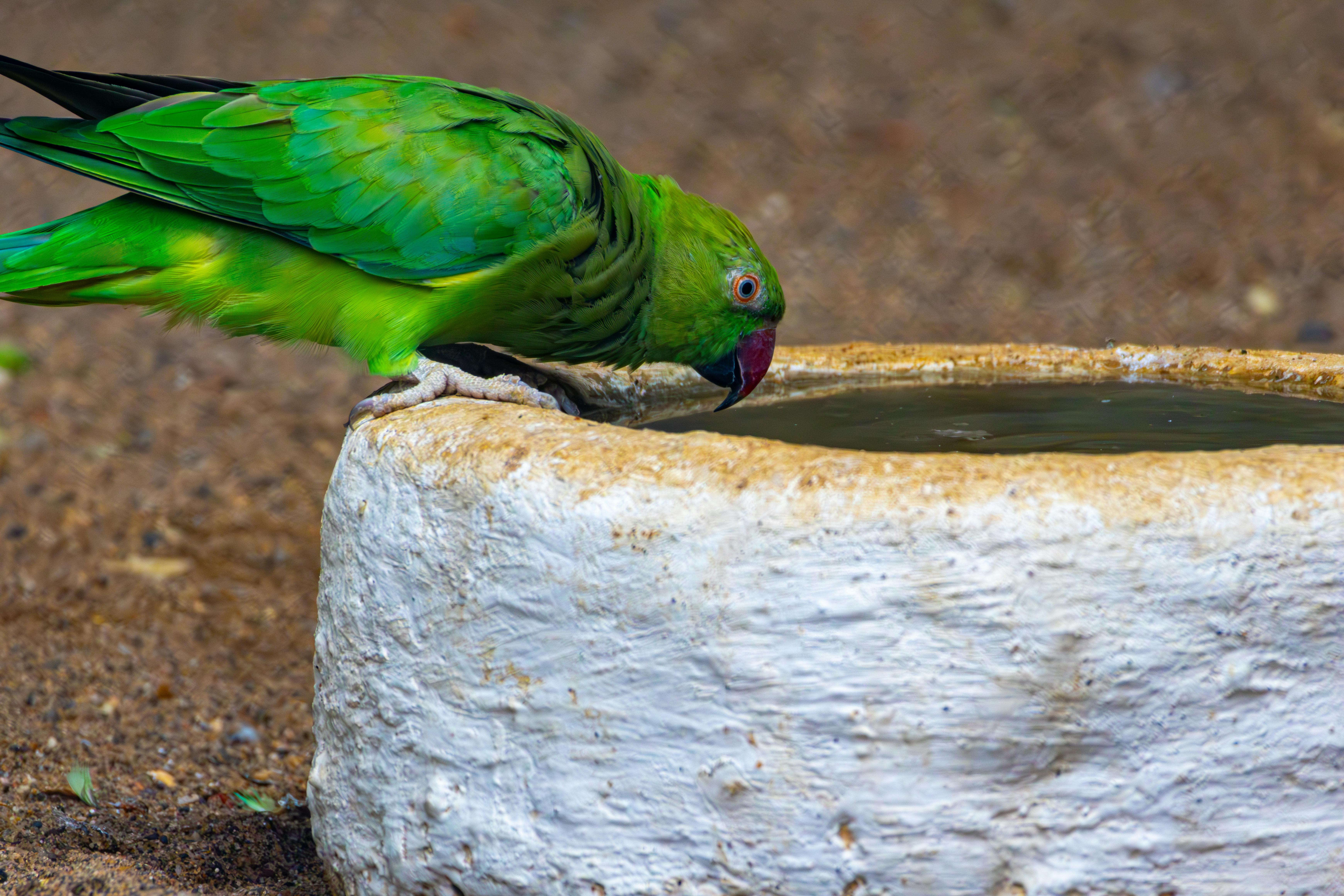 Vibrant Green Parrot Drinking from Birdbath · Free Stock Photo