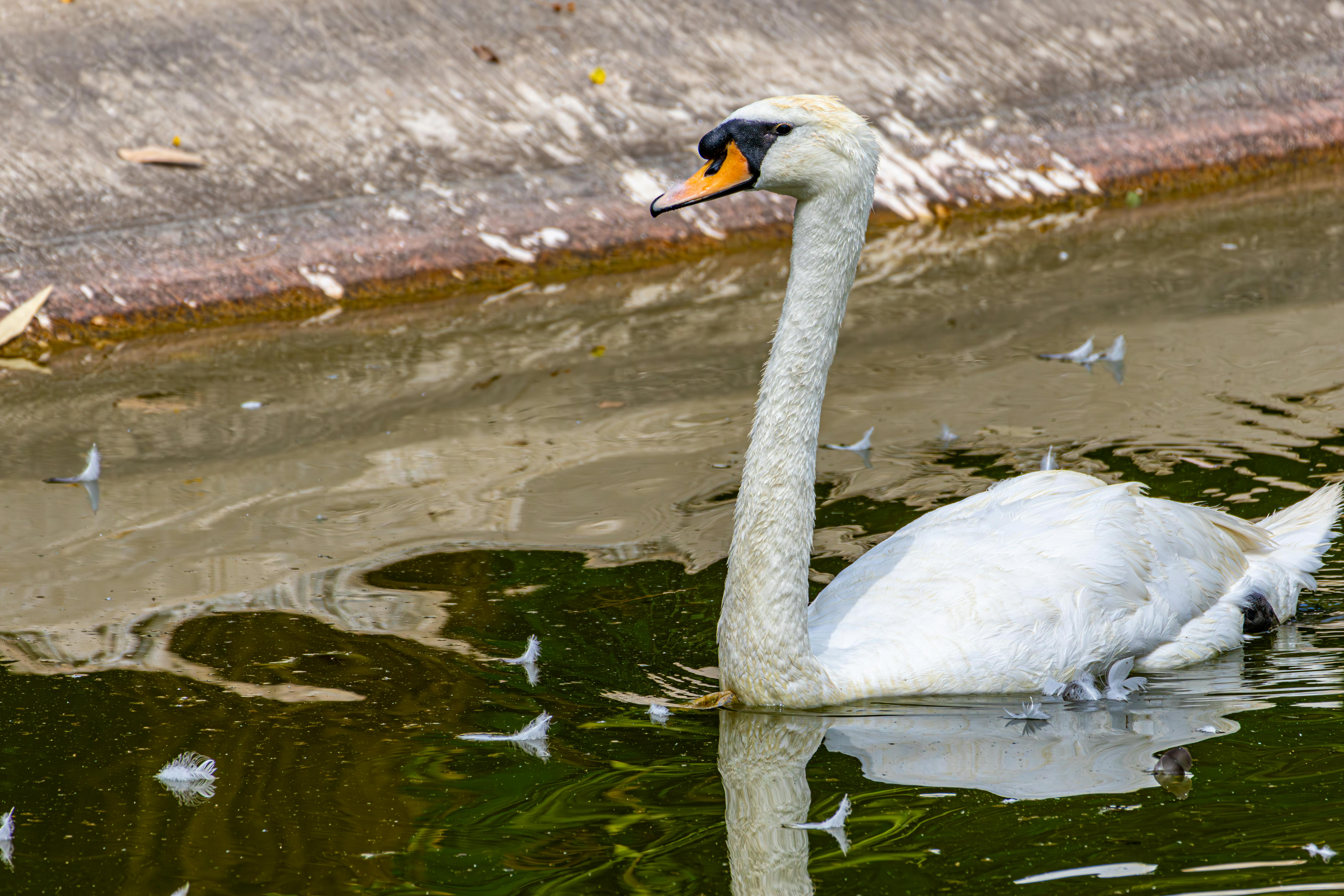 Koha Bird Photos, Download The BEST Free Koha Bird Stock Photos & HD Images