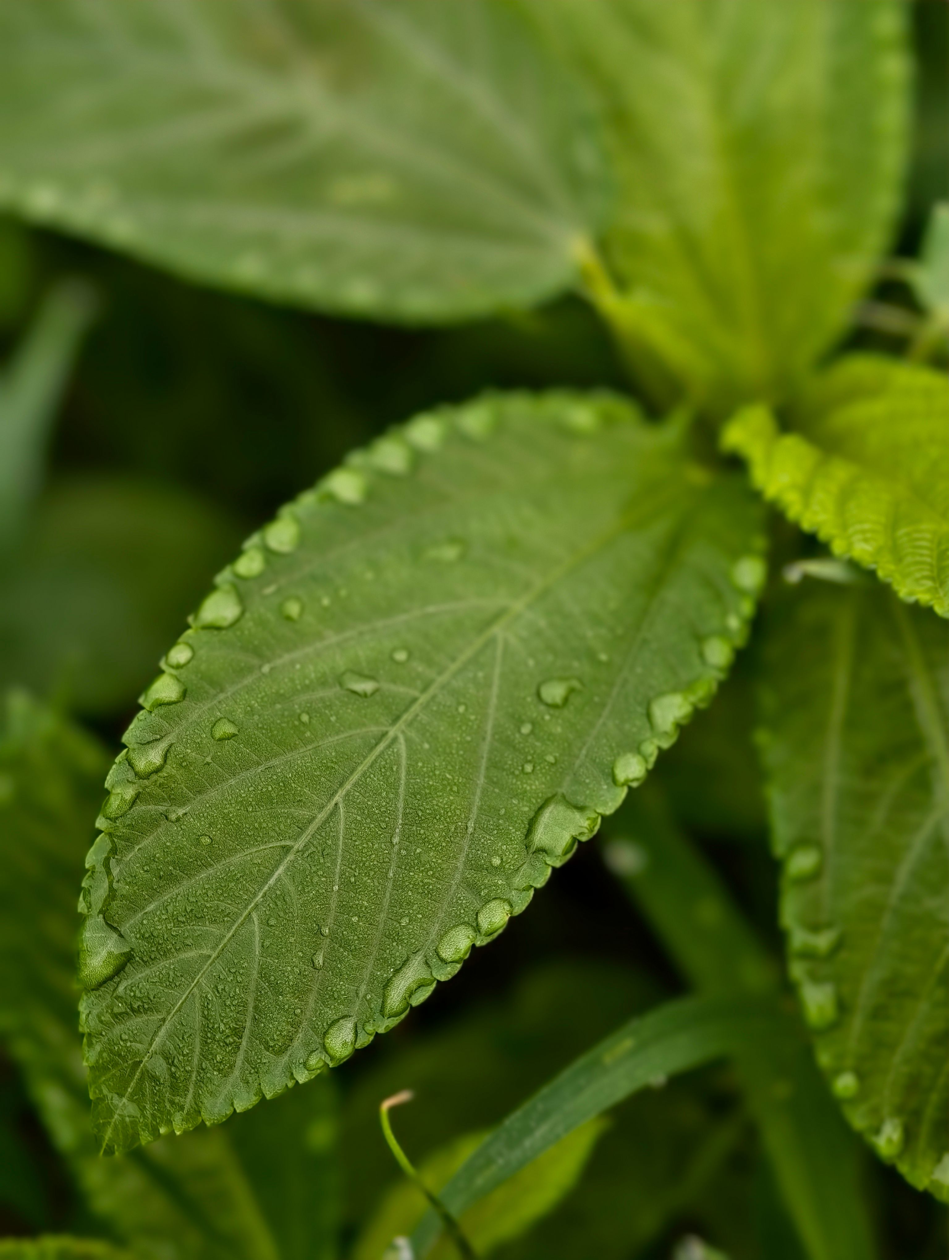 Greenery Background Photos, Download The BEST Free Greenery Background ...