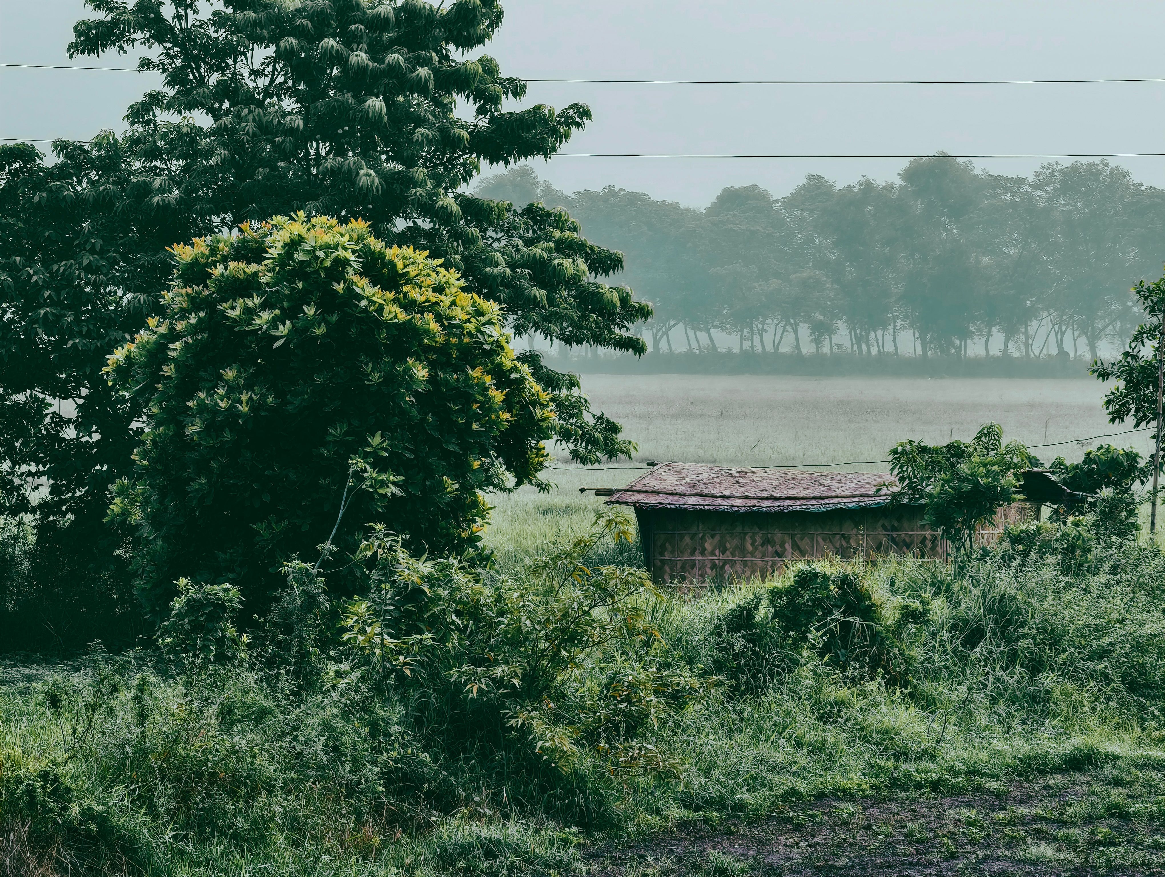Rustic Hut Surrounded by Greenery in Misty Countryside · Free Stock Photo