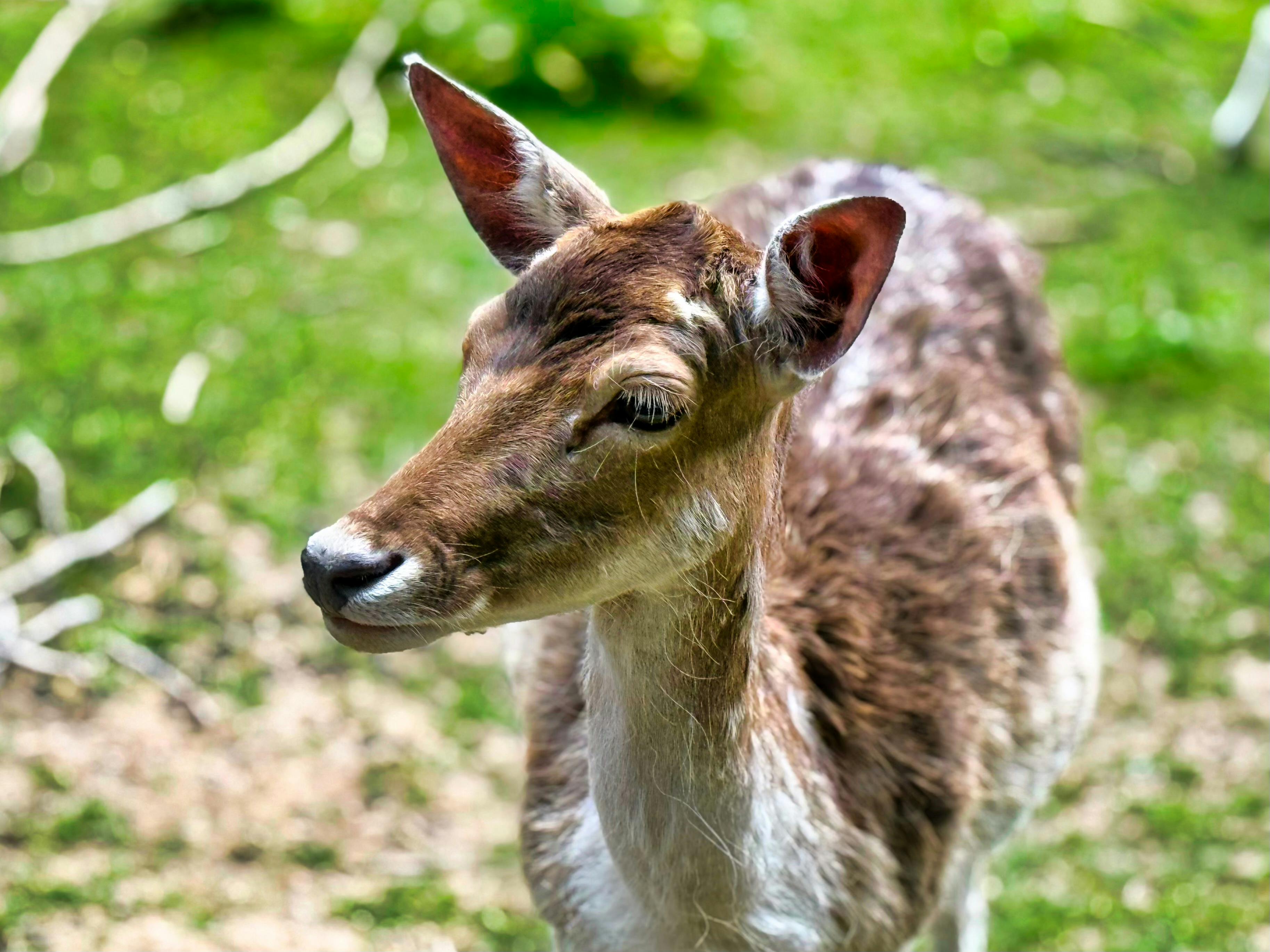 Close-up of a Fallow Deer in Natural Habitat · Free Stock Photo