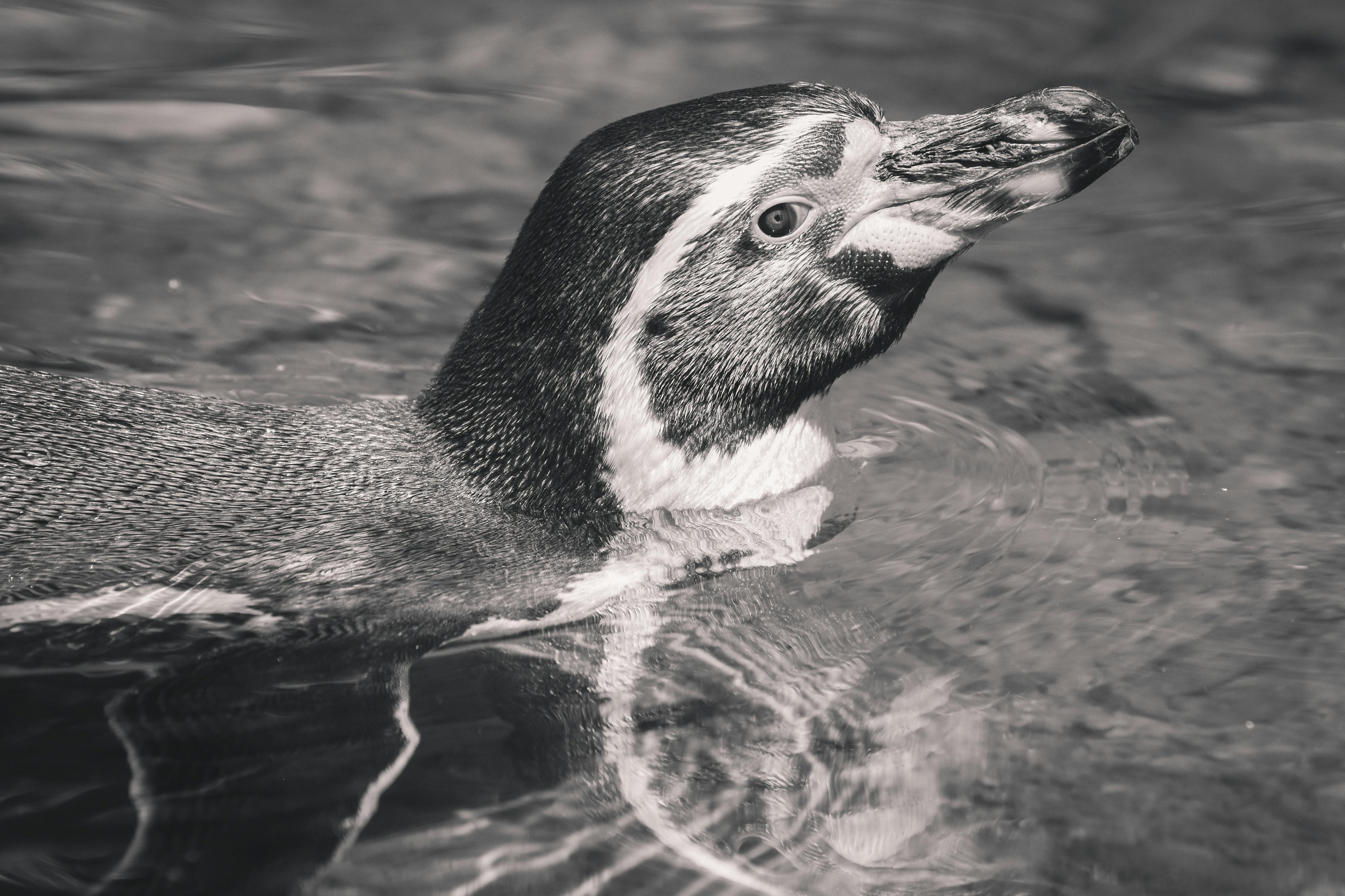 Penguin Profile Photos, Download The BEST Free Penguin Profile Stock ...