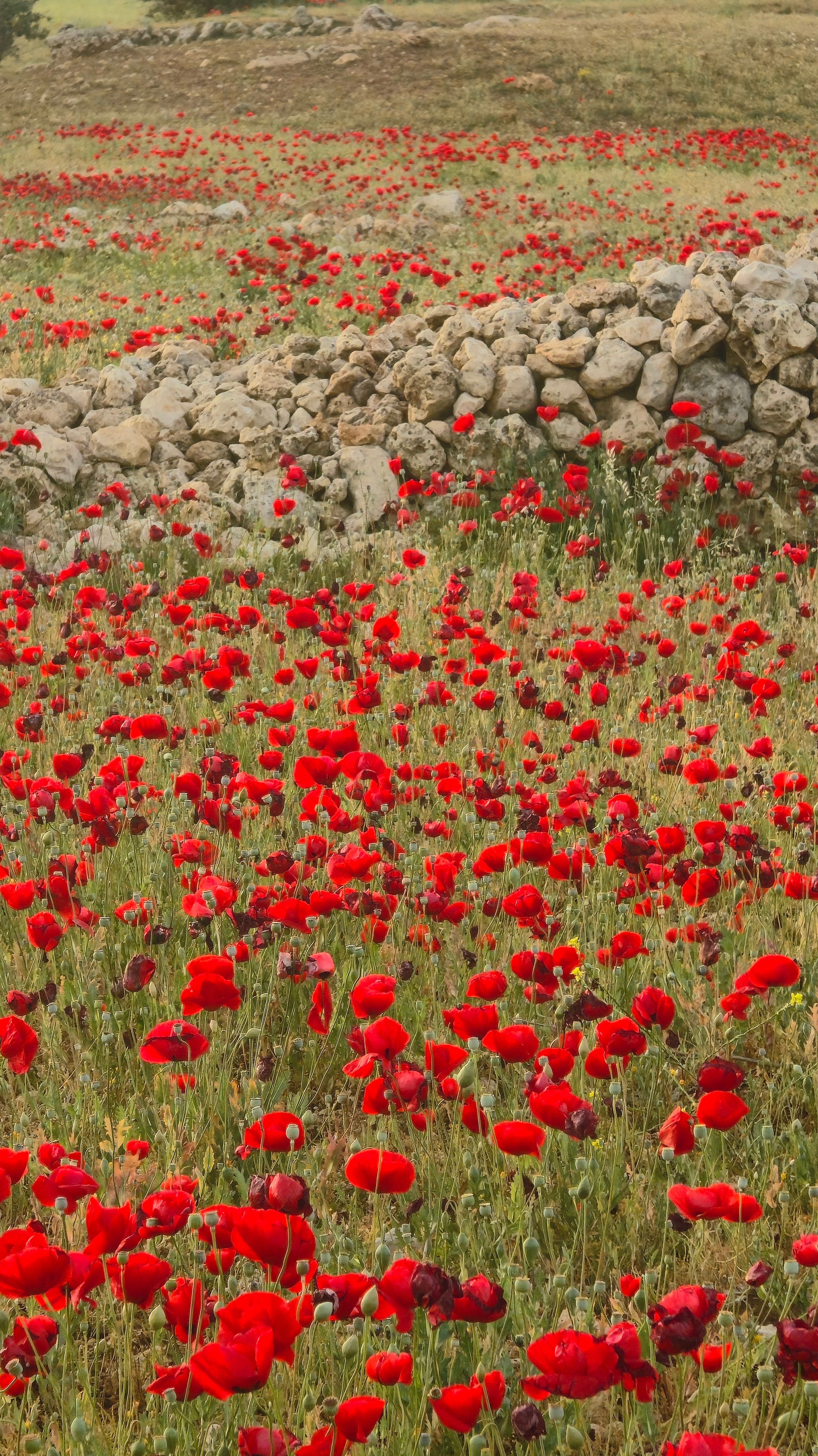 Vibrant Poppy Field in Turkish Countryside · Free Stock Photo