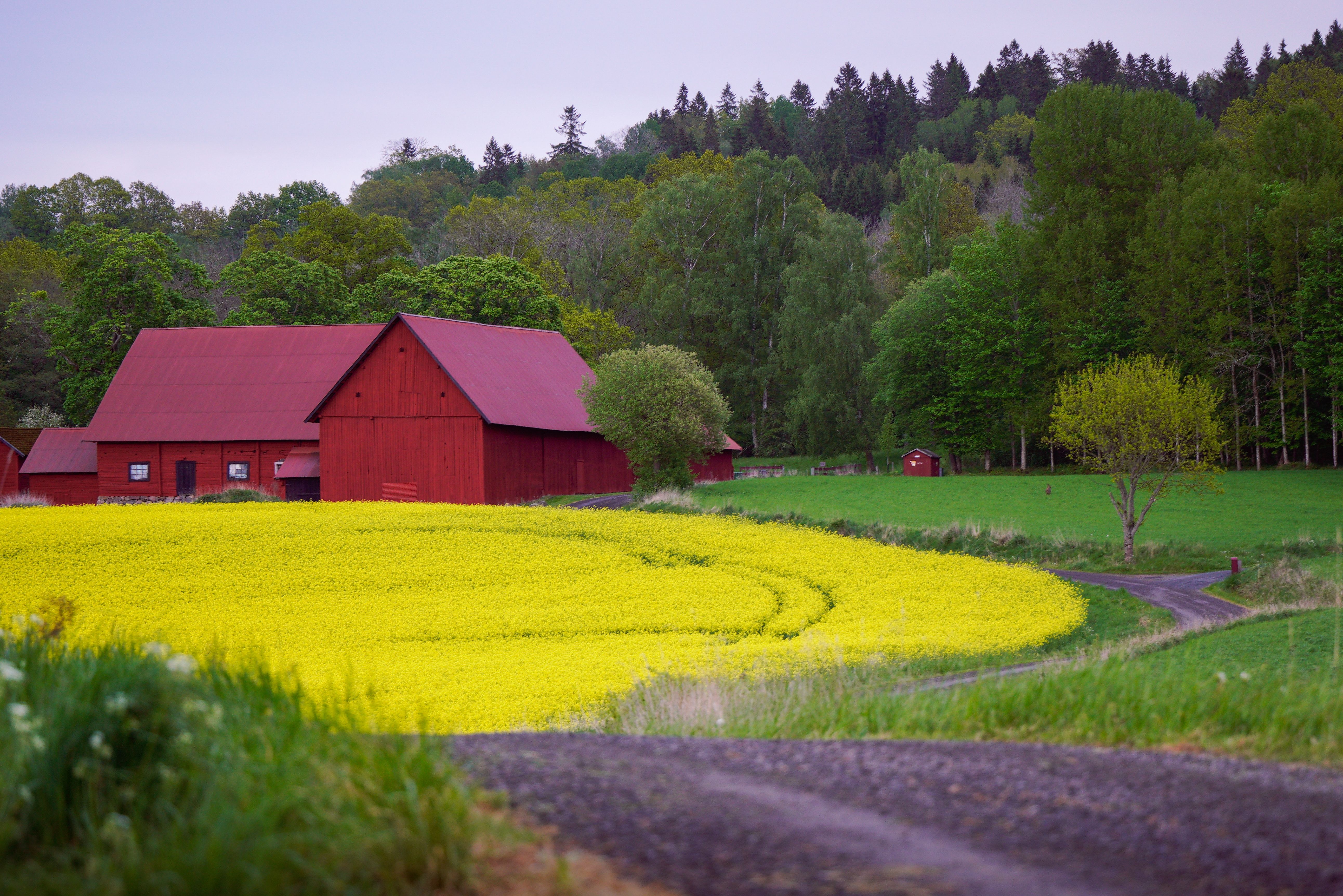Scenic Red Barn in Yellow Flower Field, Sweden · Free Stock Photo