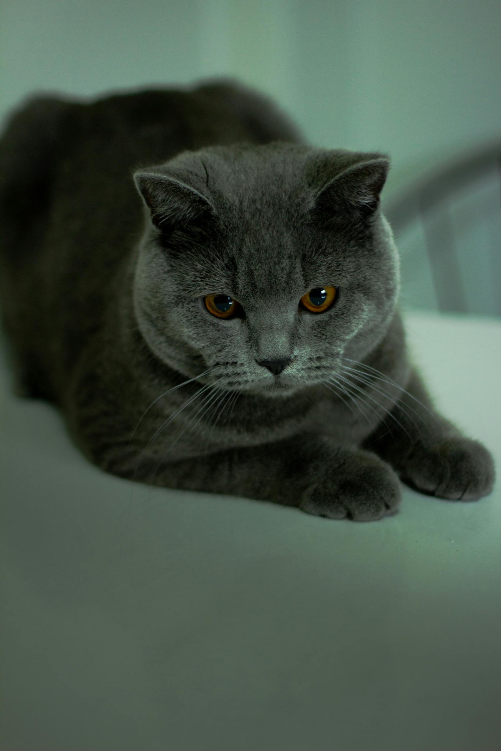 Freaky Cat Photos, Download The BEST Free Freaky Cat Stock Photos & HD ...