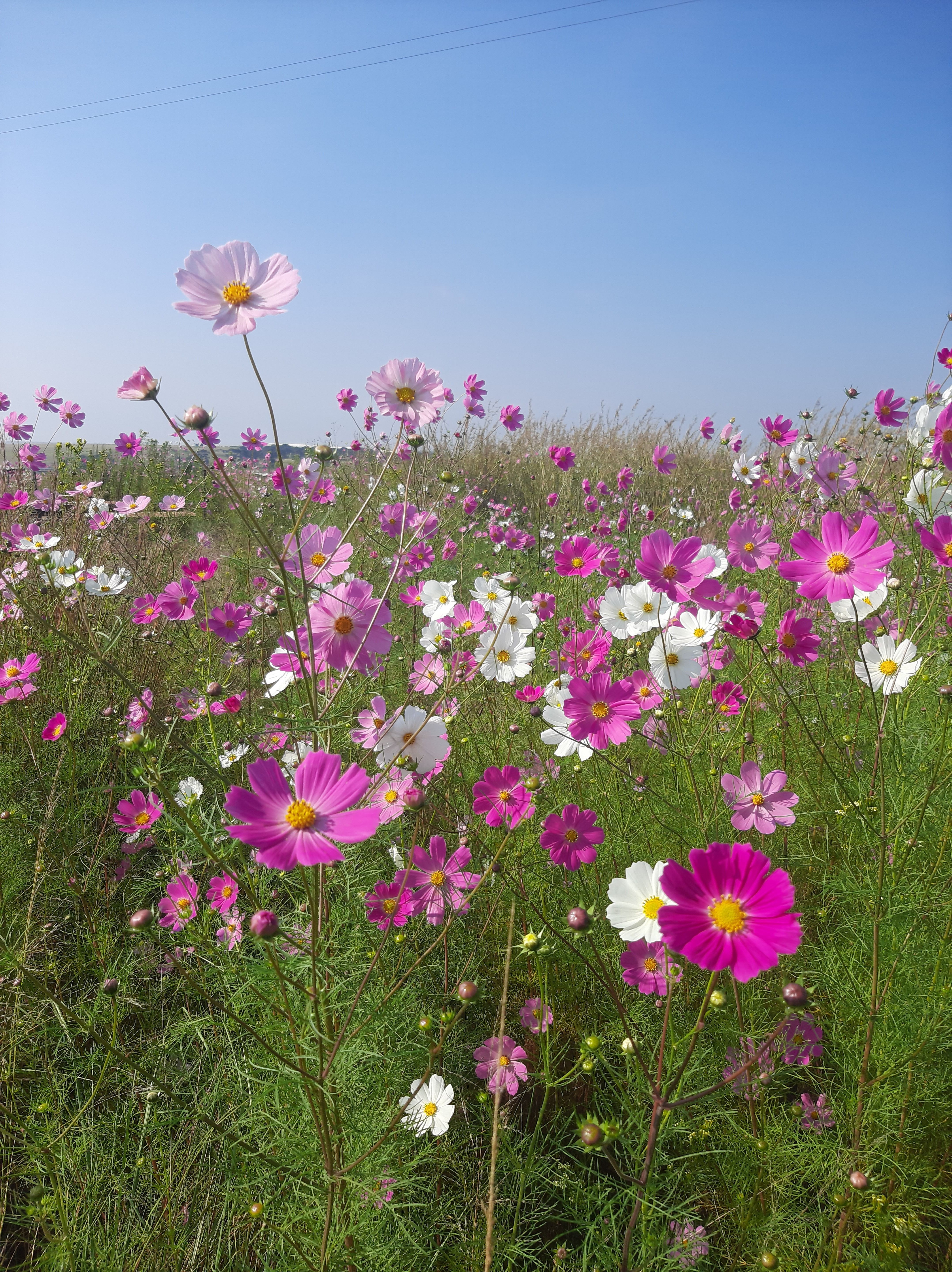 Vibrant Cosmos Flowers in Bloom under Blue Sky · Free Stock Photo