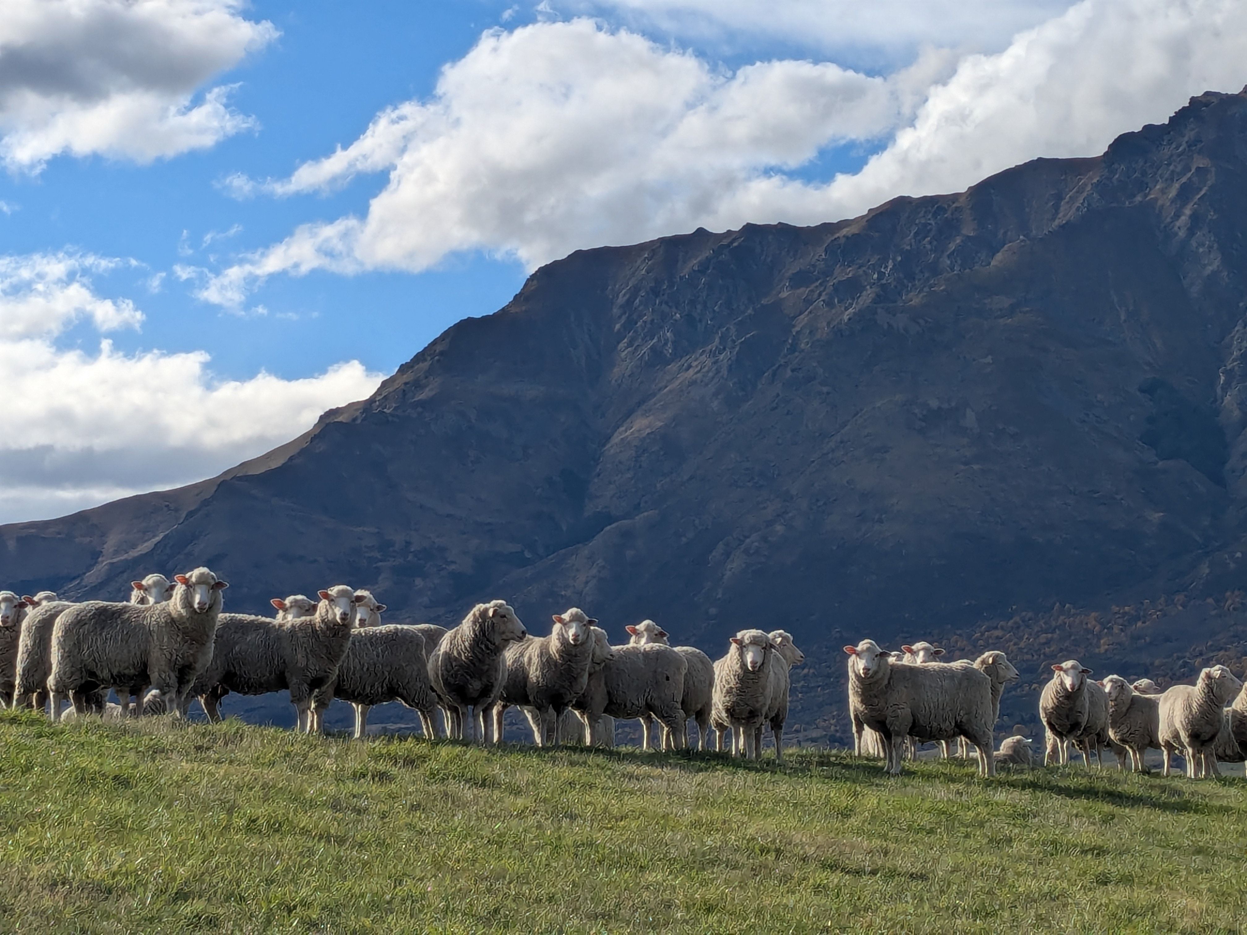 Flock of Sheep Grazing in Jacks Point, New Zealand · Free Stock Photo