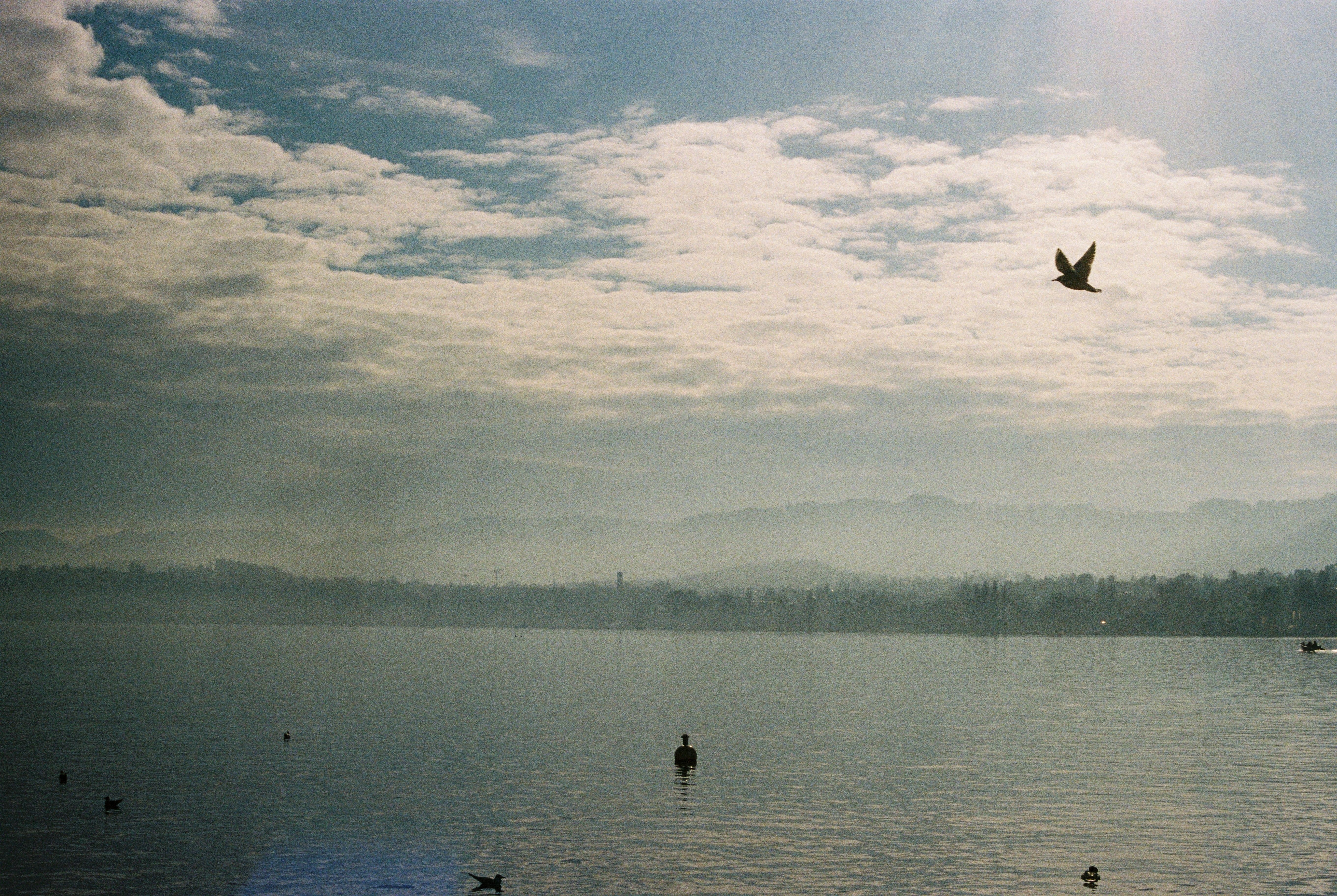 Serene Morning Over Lake Zurich with Birds in Flight · Free Stock Photo