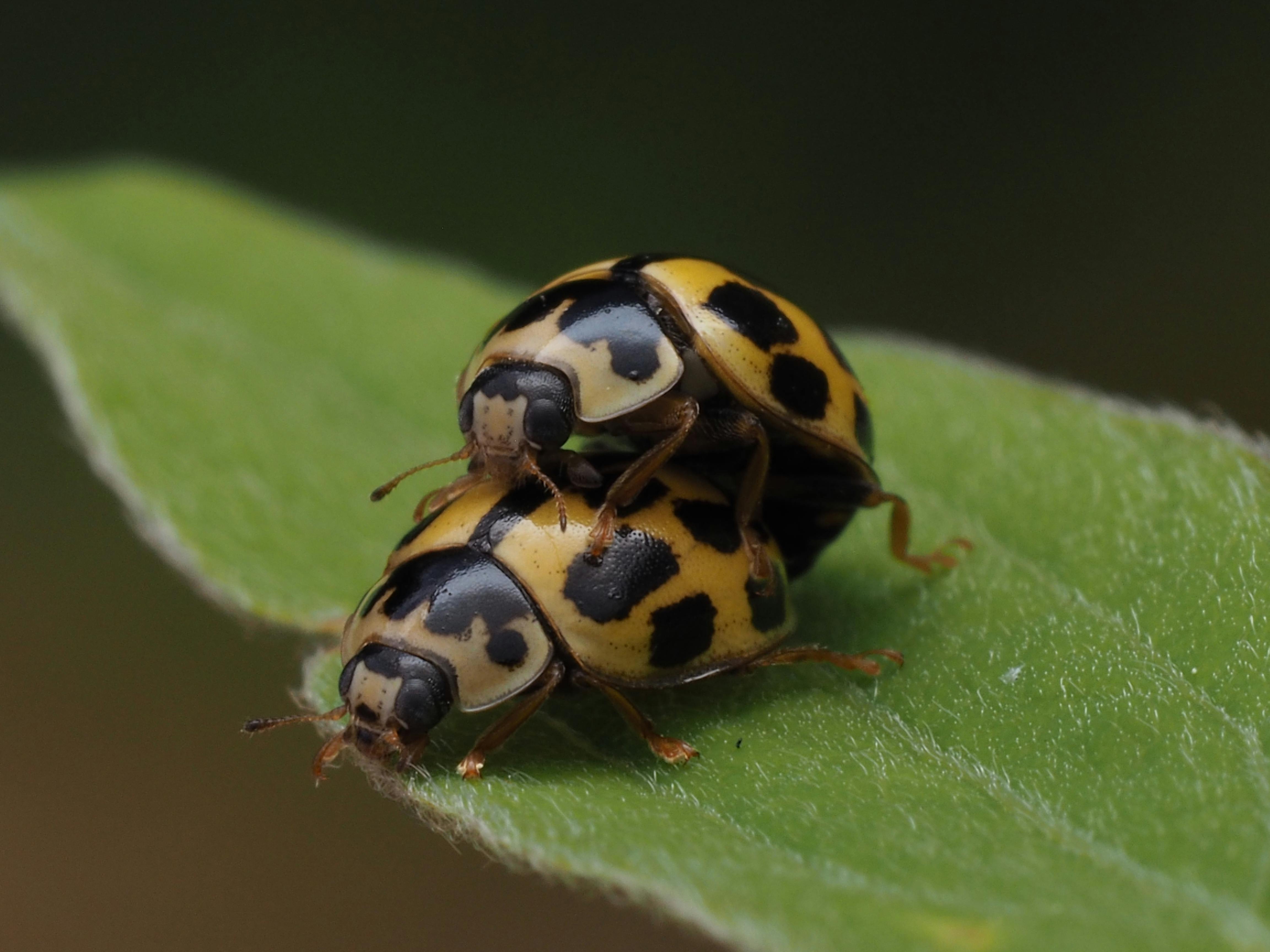 Close-up of Ladybugs Mating on a Leaf · Free Stock Photo