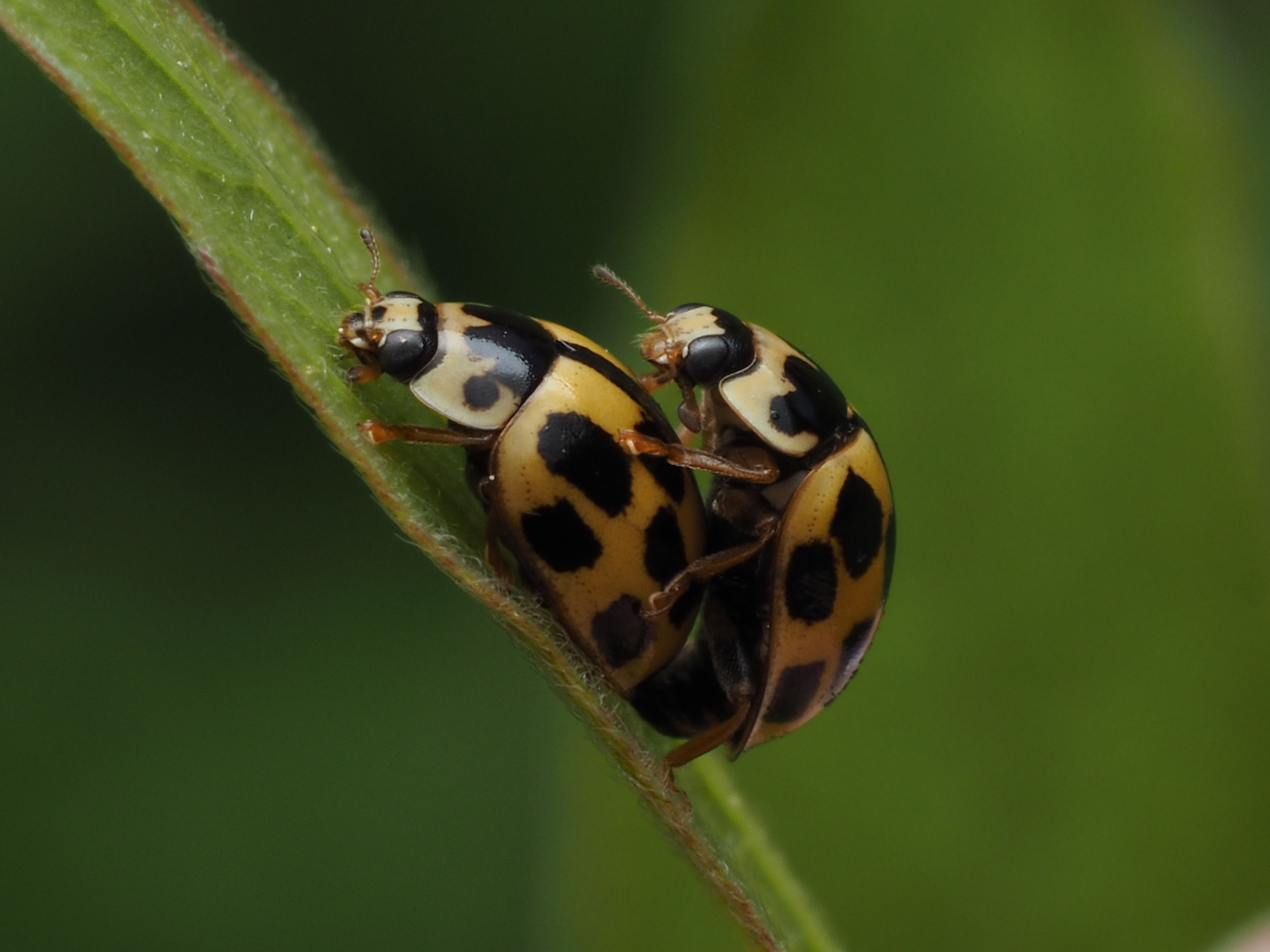 Macro Shot of Mating Ladybugs on a Leaf · Free Stock Photo
