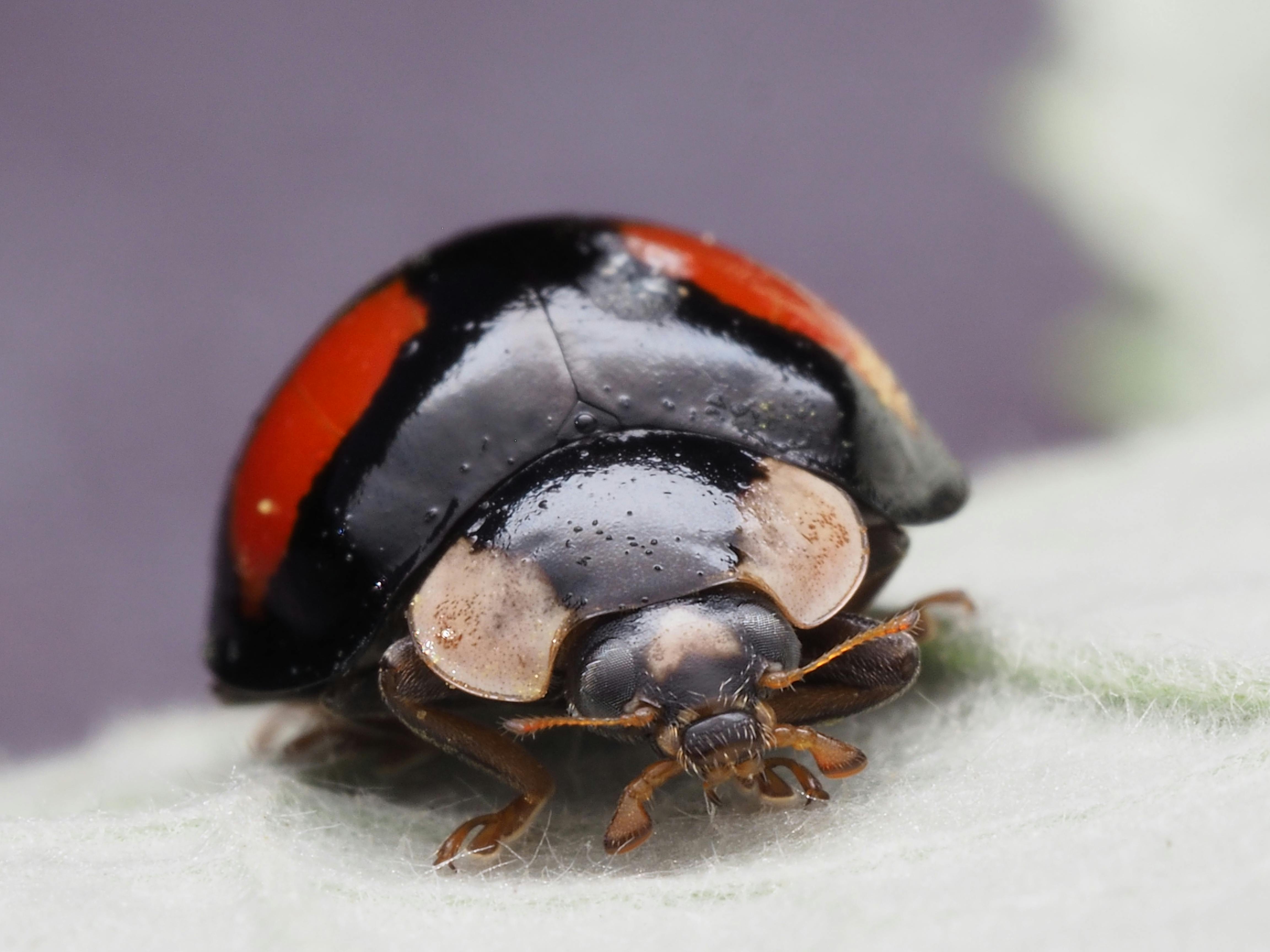 Bugs Photos, Download The BEST Free Bugs Stock Photos & HD Images