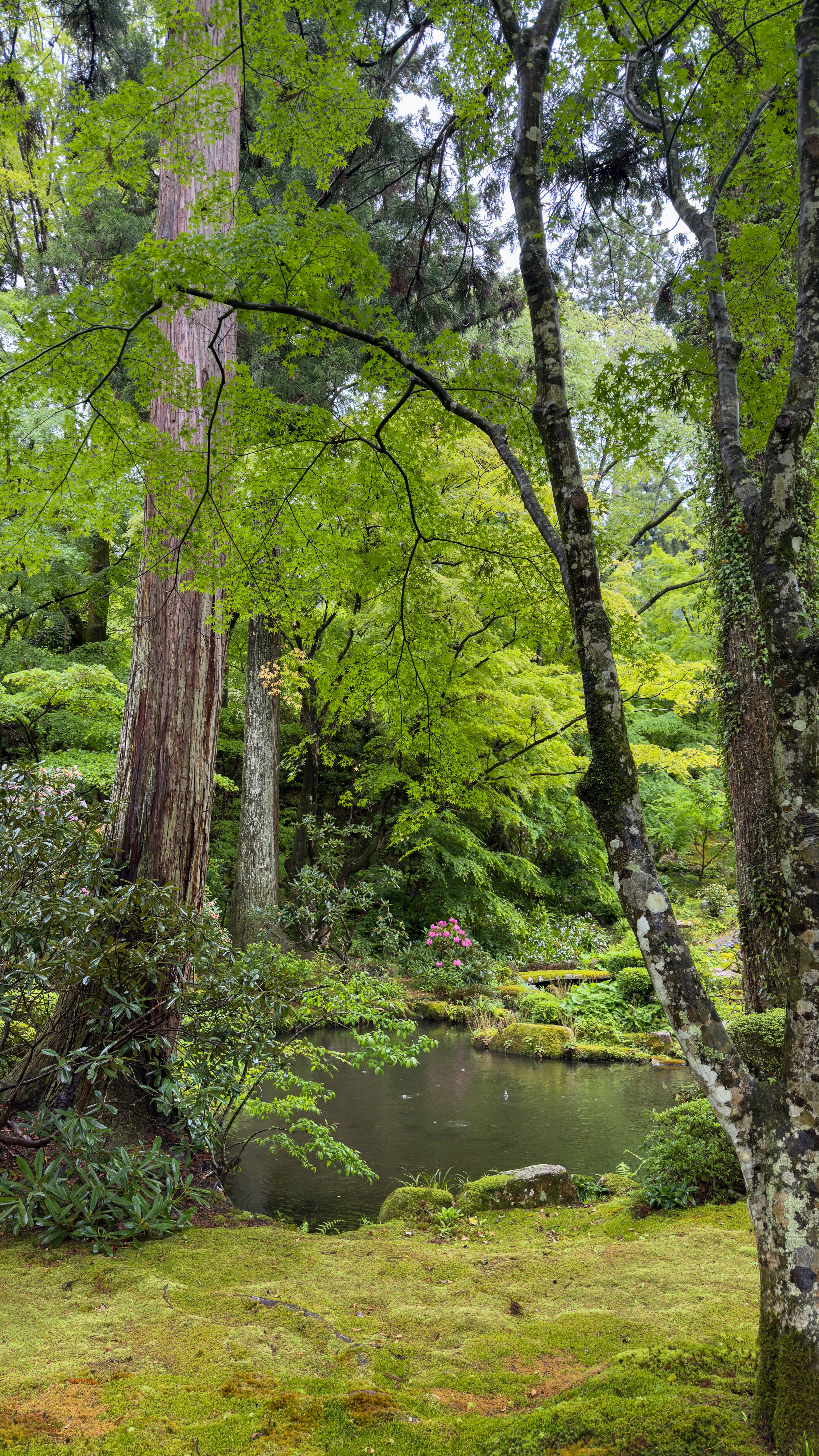 Serene Japanese Garden with Lush Greenery · Free Stock Photo
