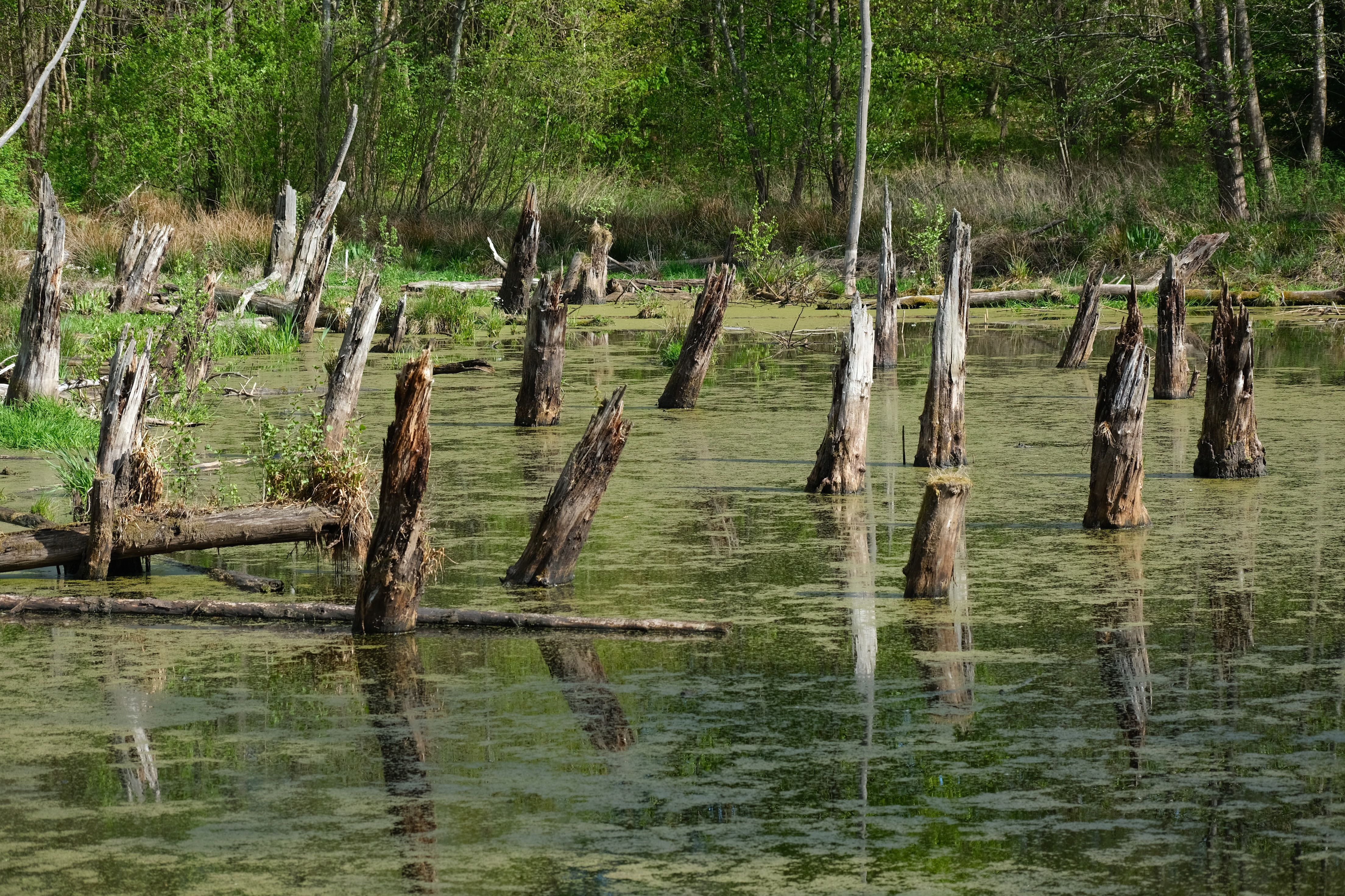 Serene Swamp with Weathered Tree Stumps · Free Stock Photo