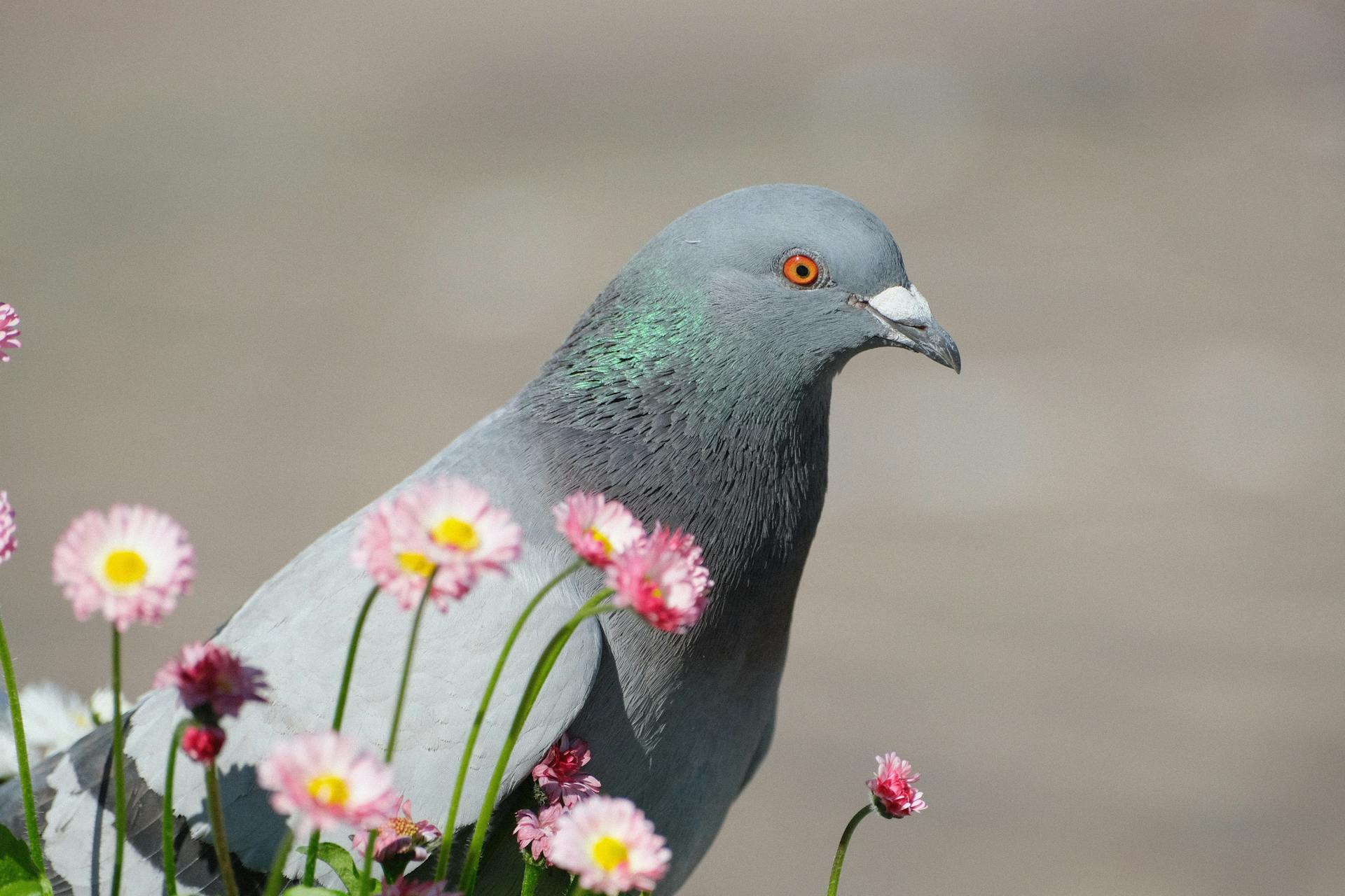 Pigeon Sport: Basics, Rules, and Fun Facts You Need to Know