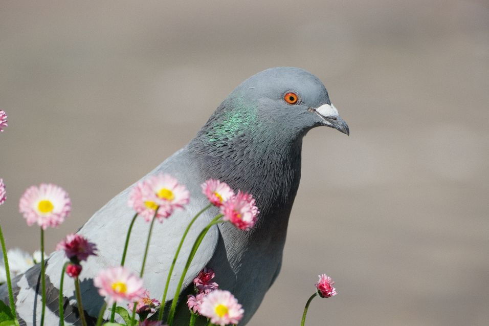 Conserving the Rare Mauritian Pink Pigeon Species Naturally