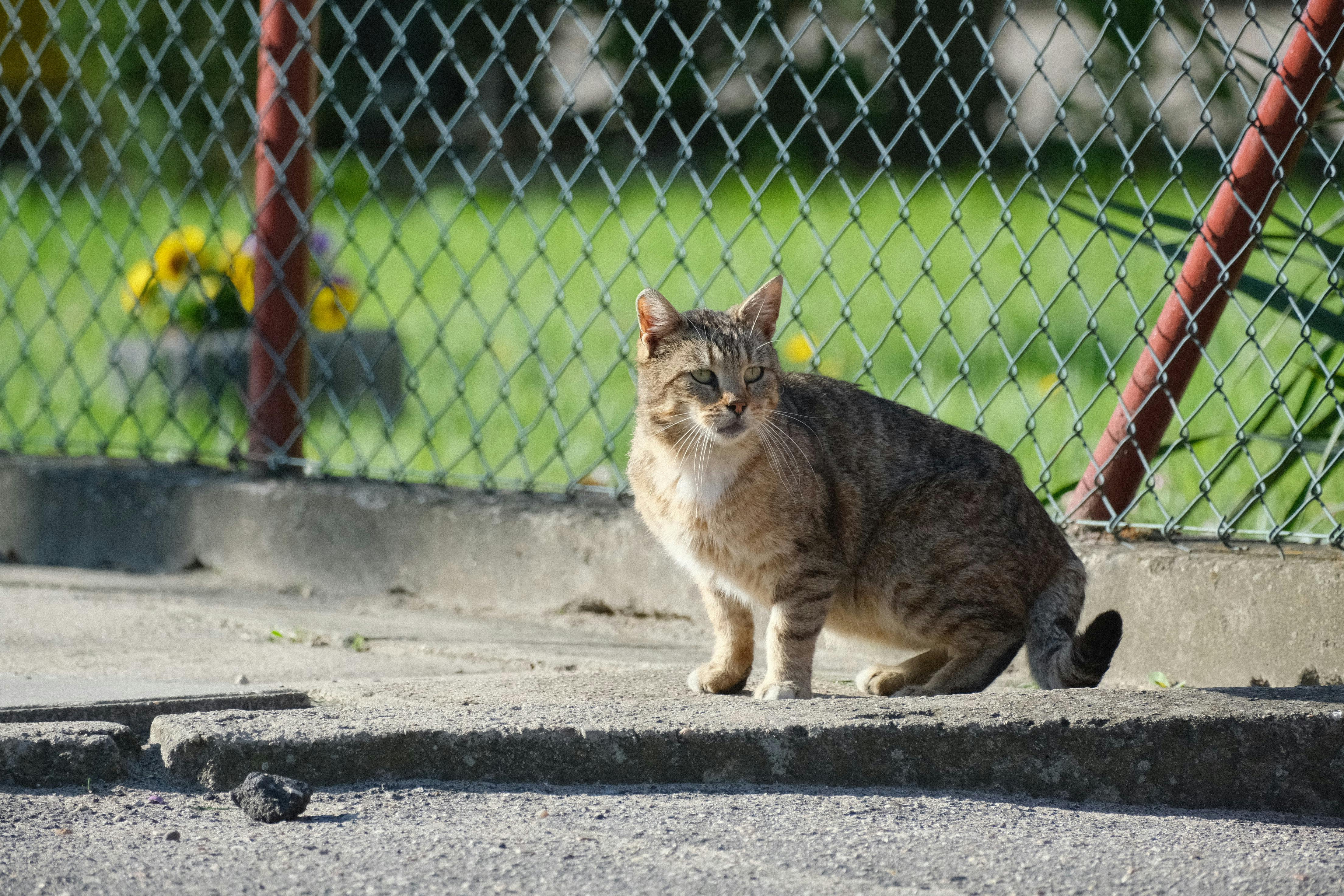 Shiny+Flower+Belinda+Bely Photos, Download The BEST Free Shiny+Flower ...