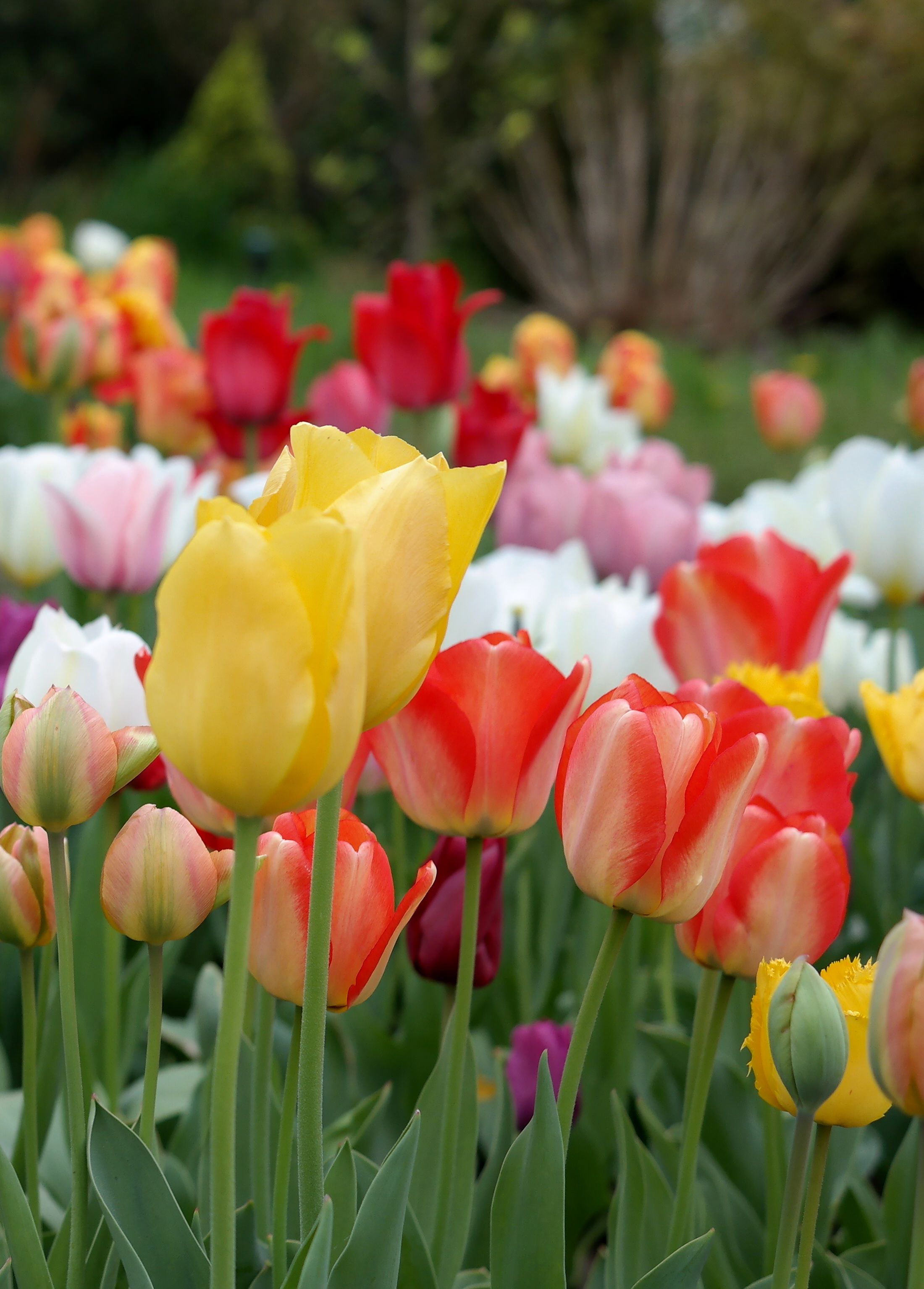 Lone Yellow Tulip in Vibrant Spring Garden · Free Stock Photo