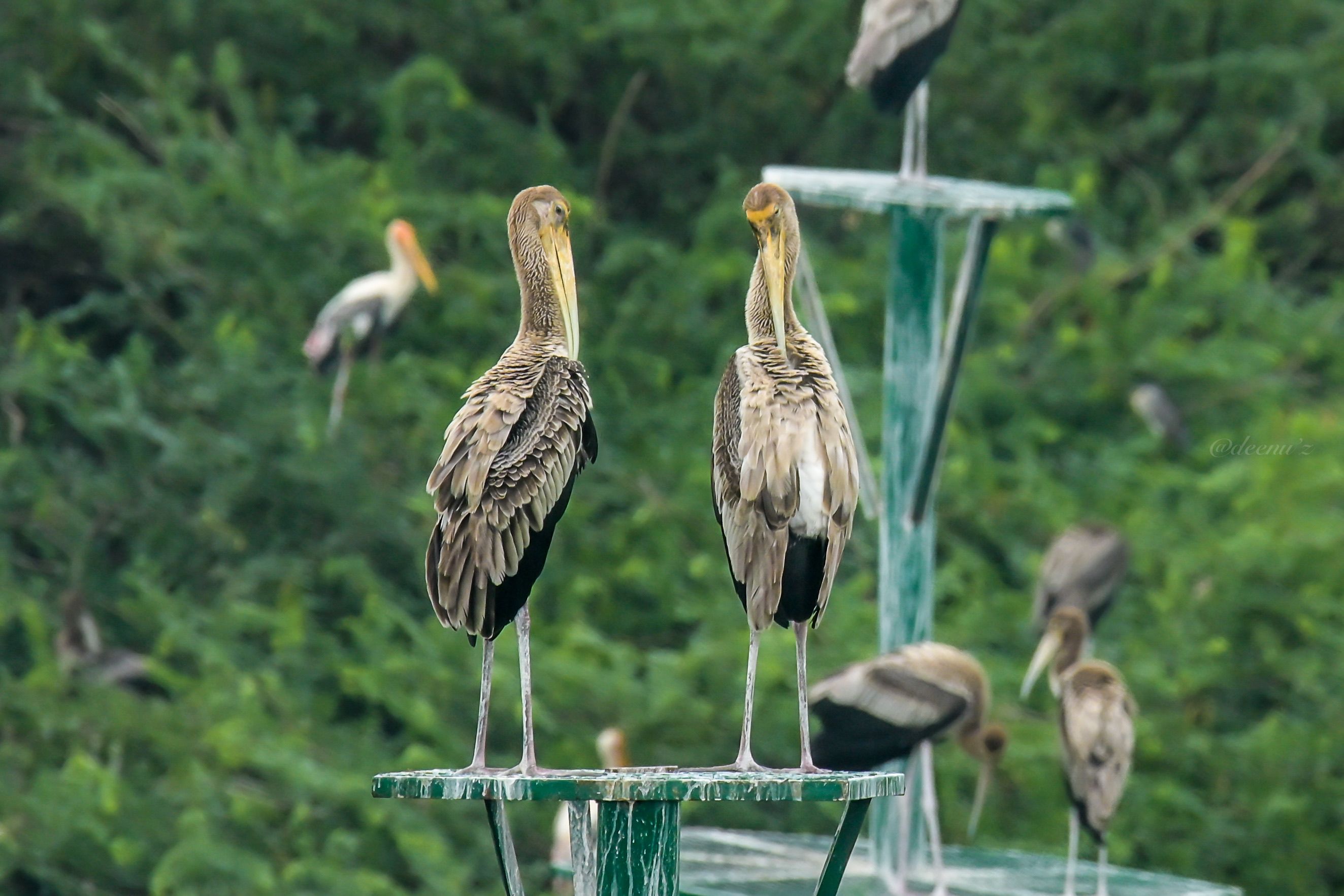 Pair of Painted Storks in Natural Habitat · Free Stock Photo