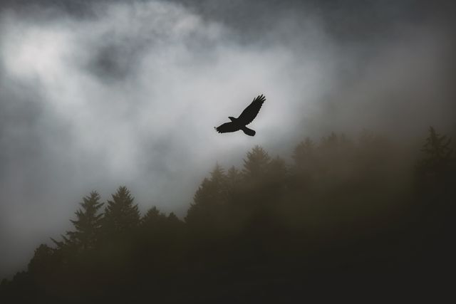 Do Hawks Attack Dogs: Understanding the Risks to Pet Safety