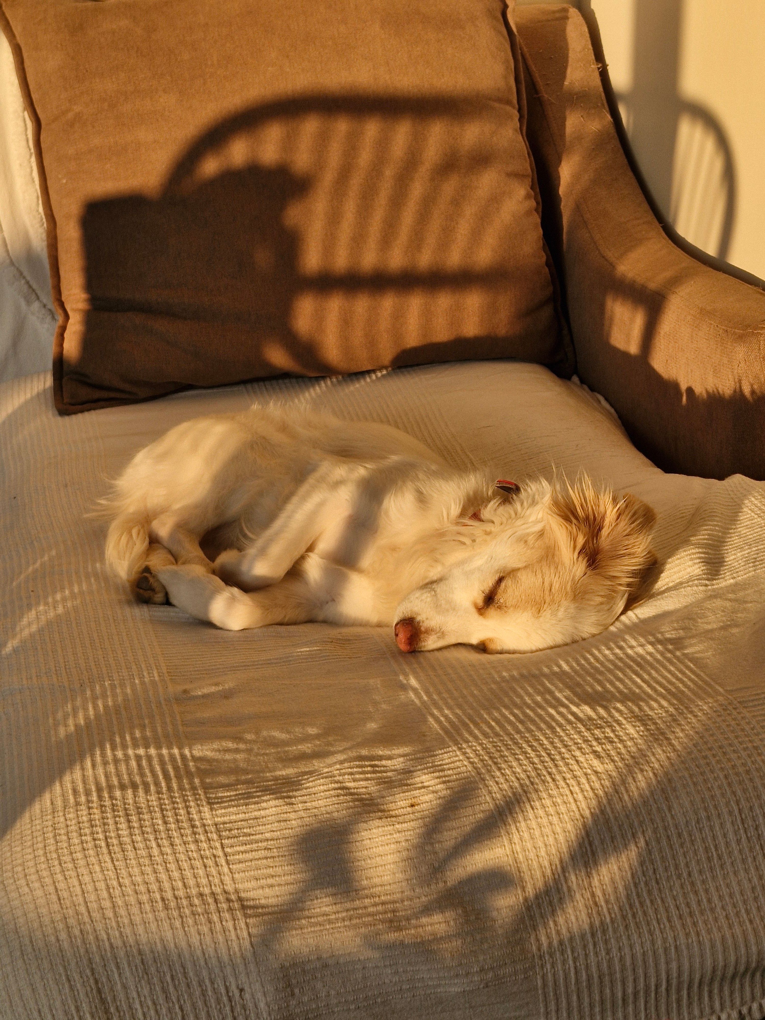 Dog Sleep Photos, Download The BEST Free Dog Sleep Stock Photos & HD Images
