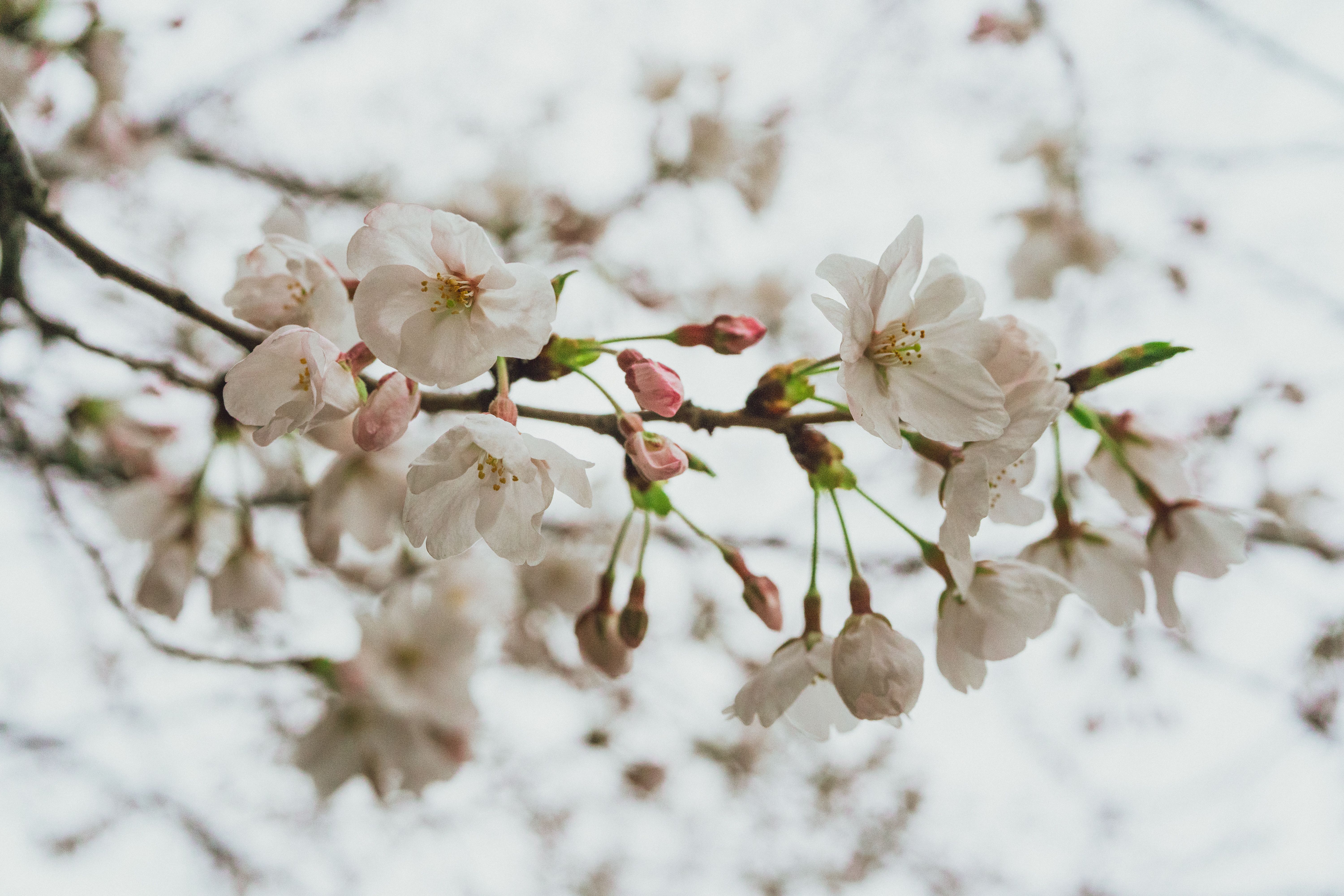 Beautiful Cherry Blossoms in Bloom During Spring · Free Stock Photo