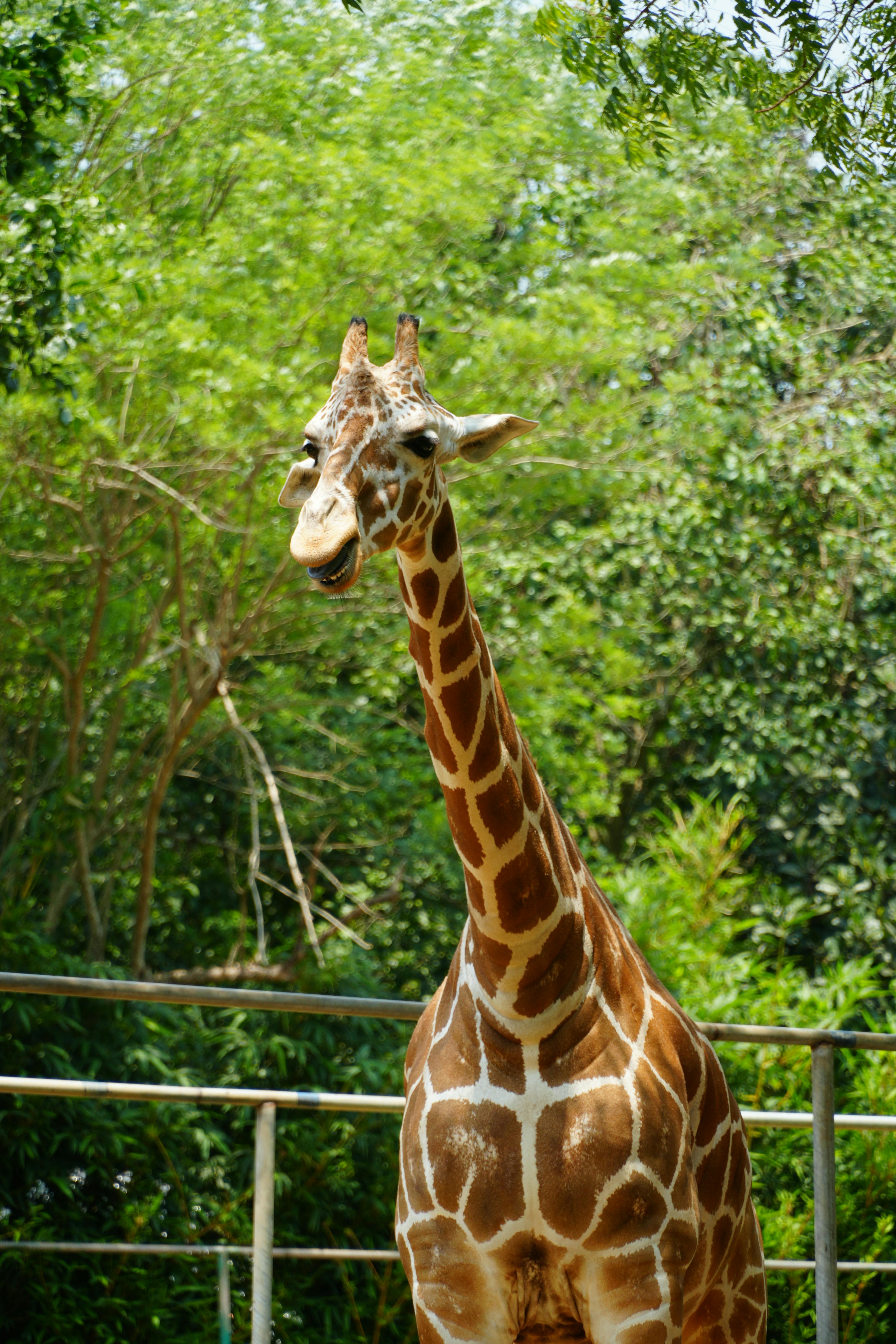 Giraffe in Lush Greenery at Zoo Habitat · Free Stock Photo