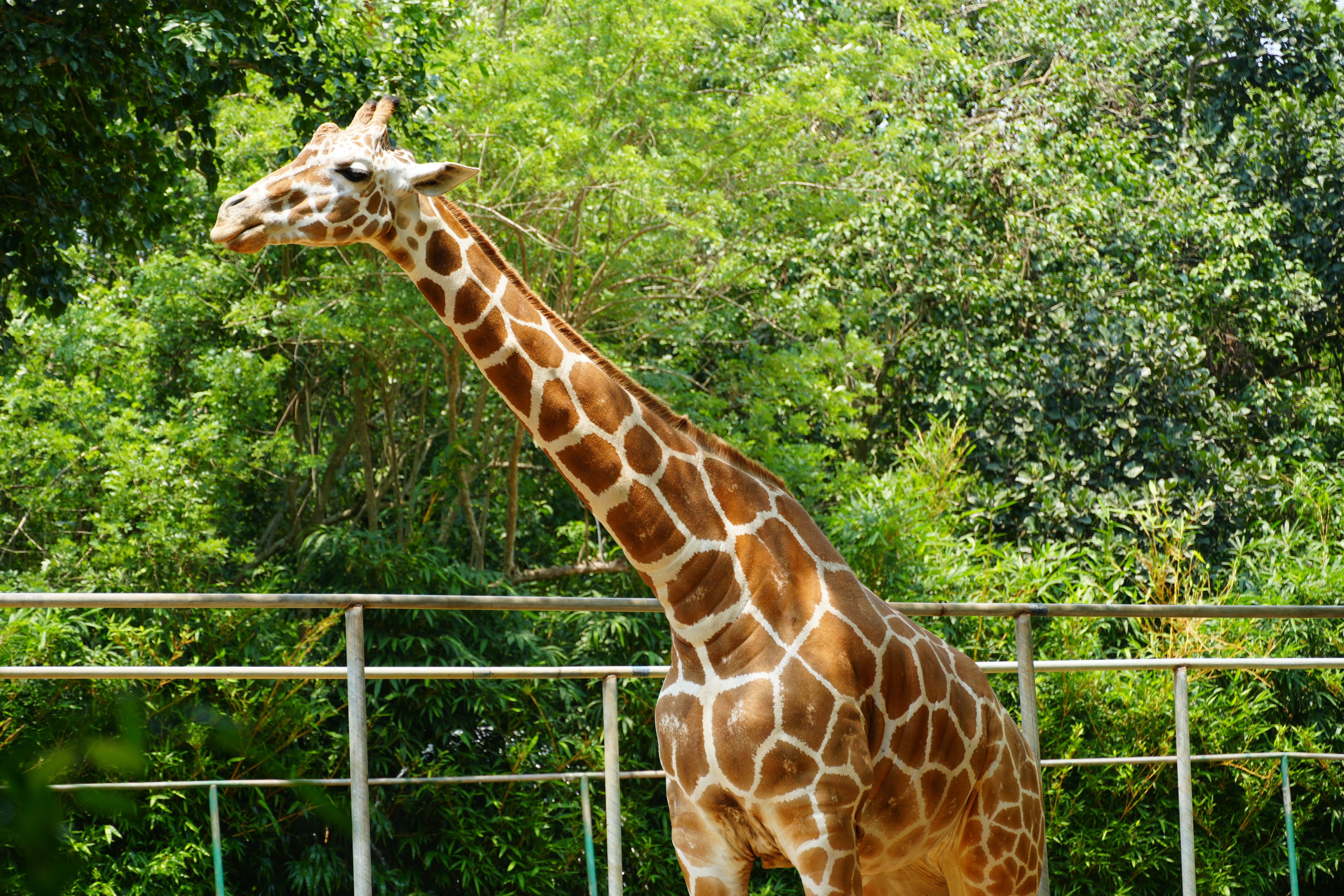 Graceful Giraffe in a Lush Green Habitat · Free Stock Photo