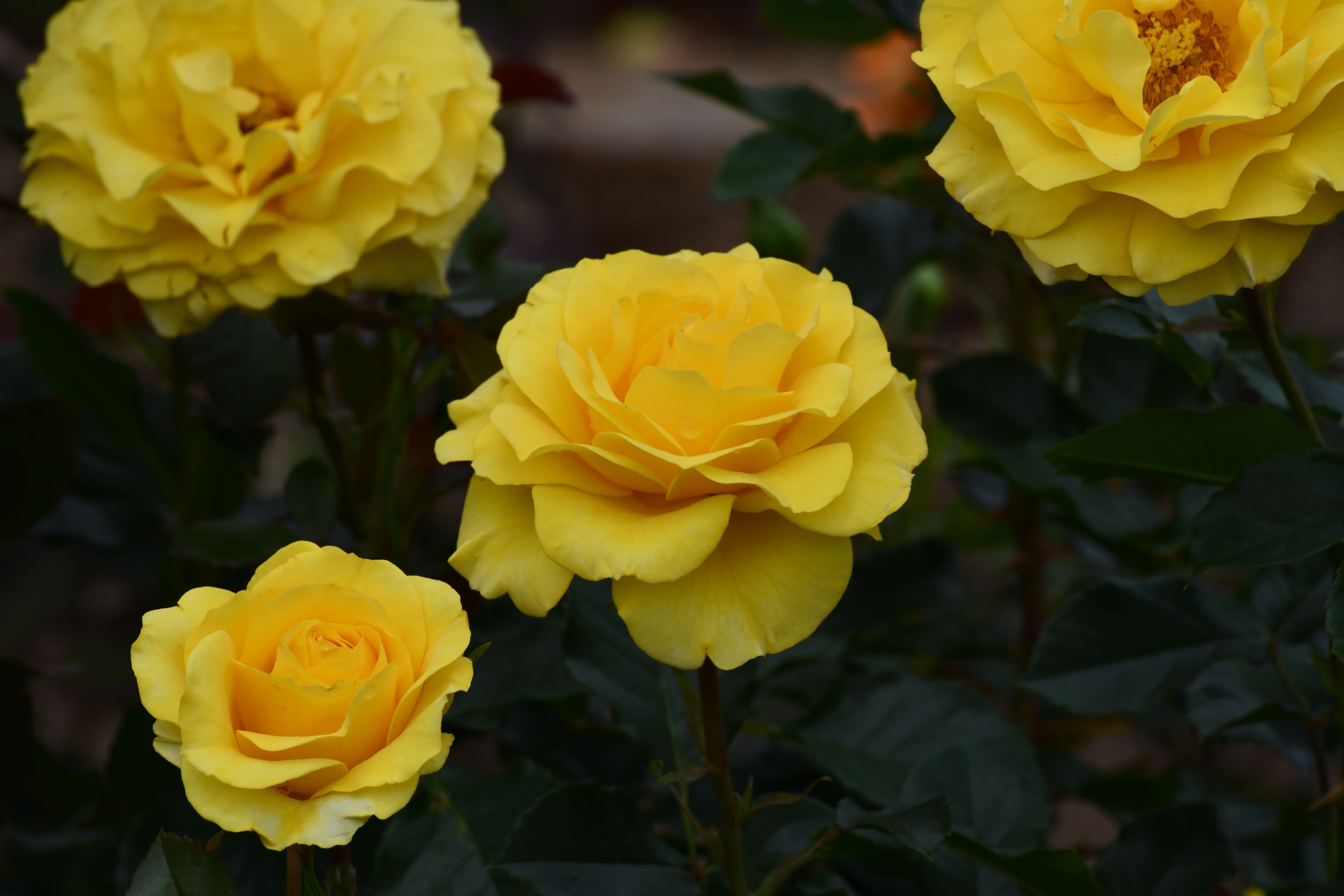 Vibrant Yellow Roses in Full Bloom Outdoors · Free Stock Photo