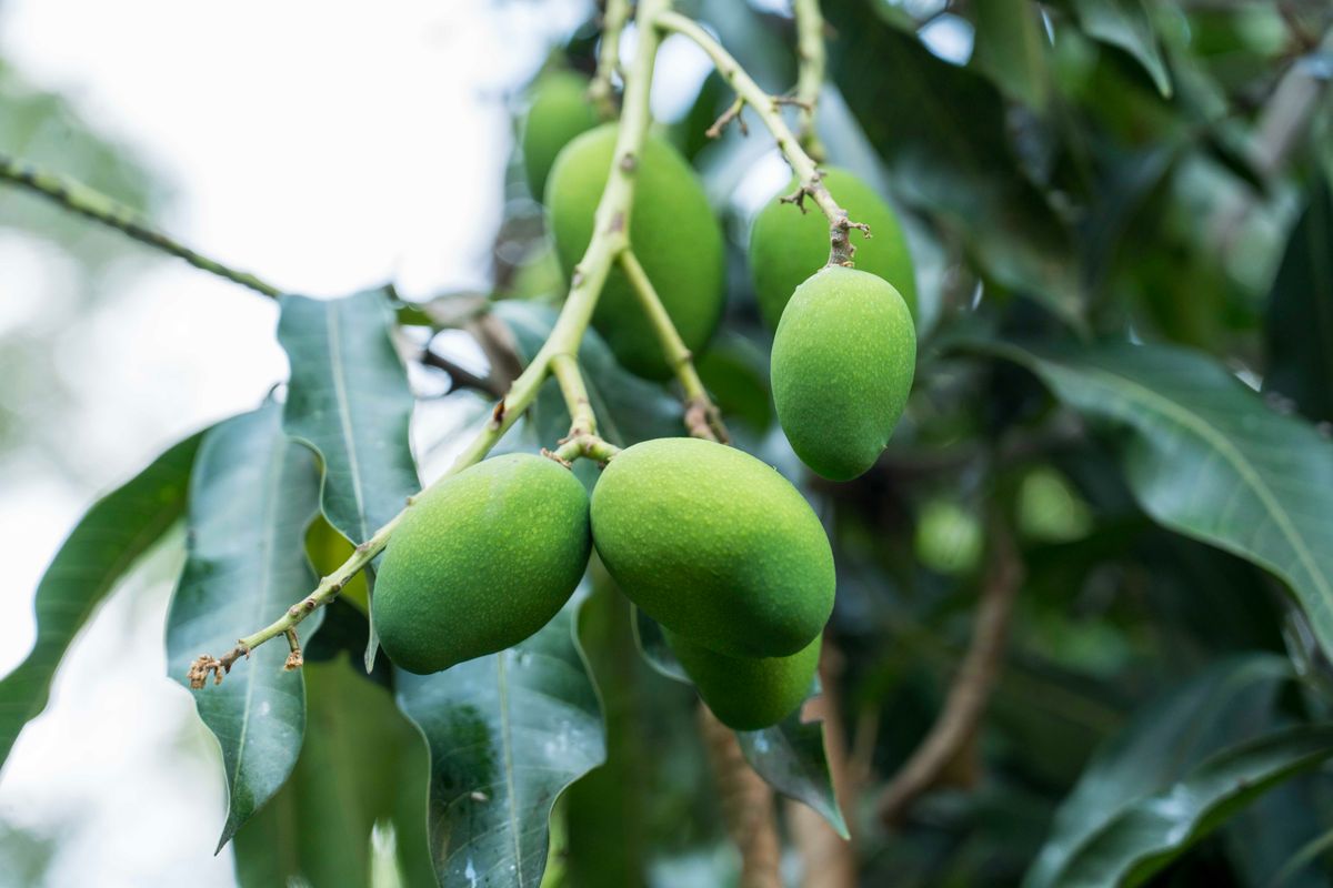 Mango Photos, Download The BEST Free Mango Stock Photos & HD Images