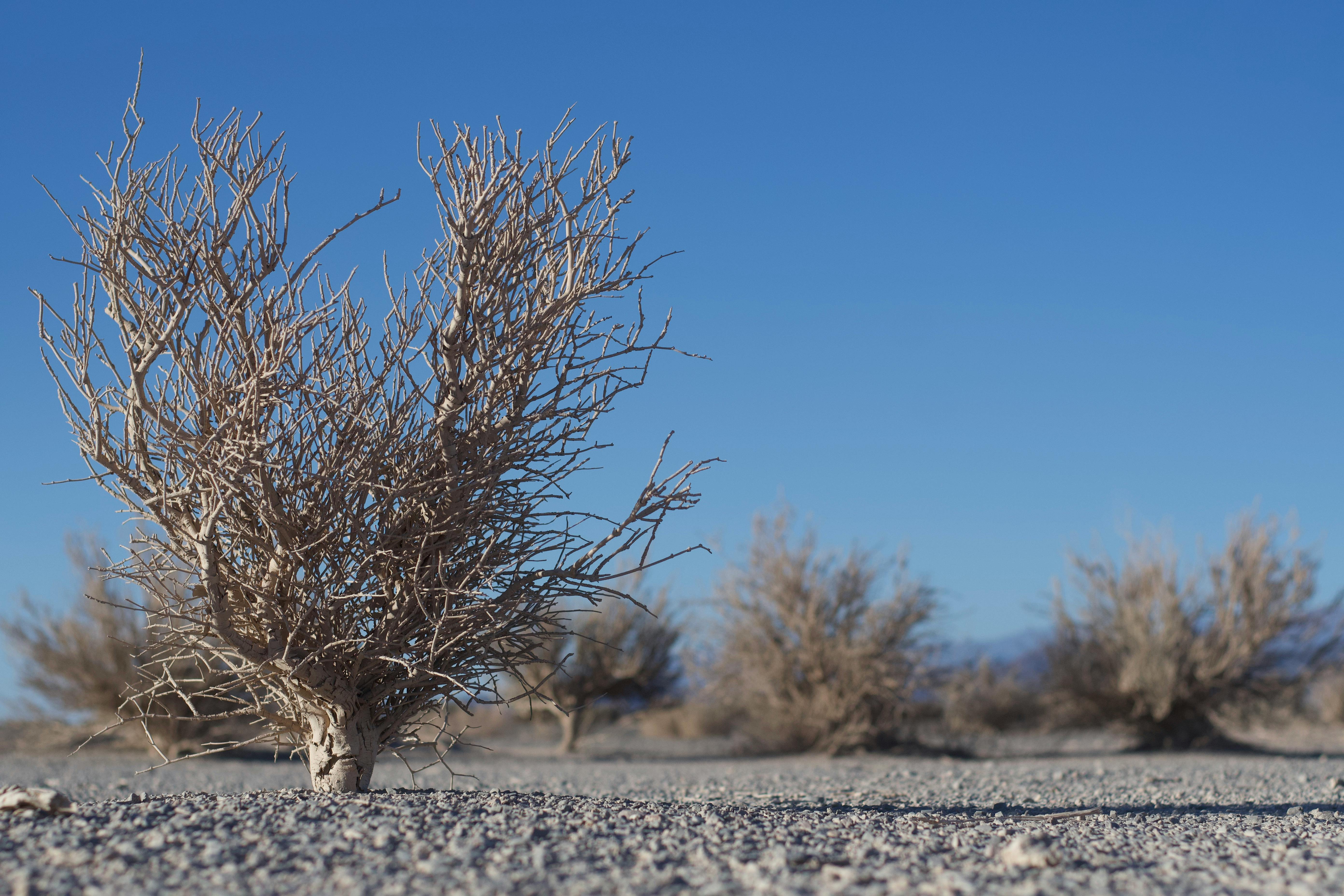 Sand Bush Photos, Download The BEST Free Sand Bush Stock Photos & HD Images
