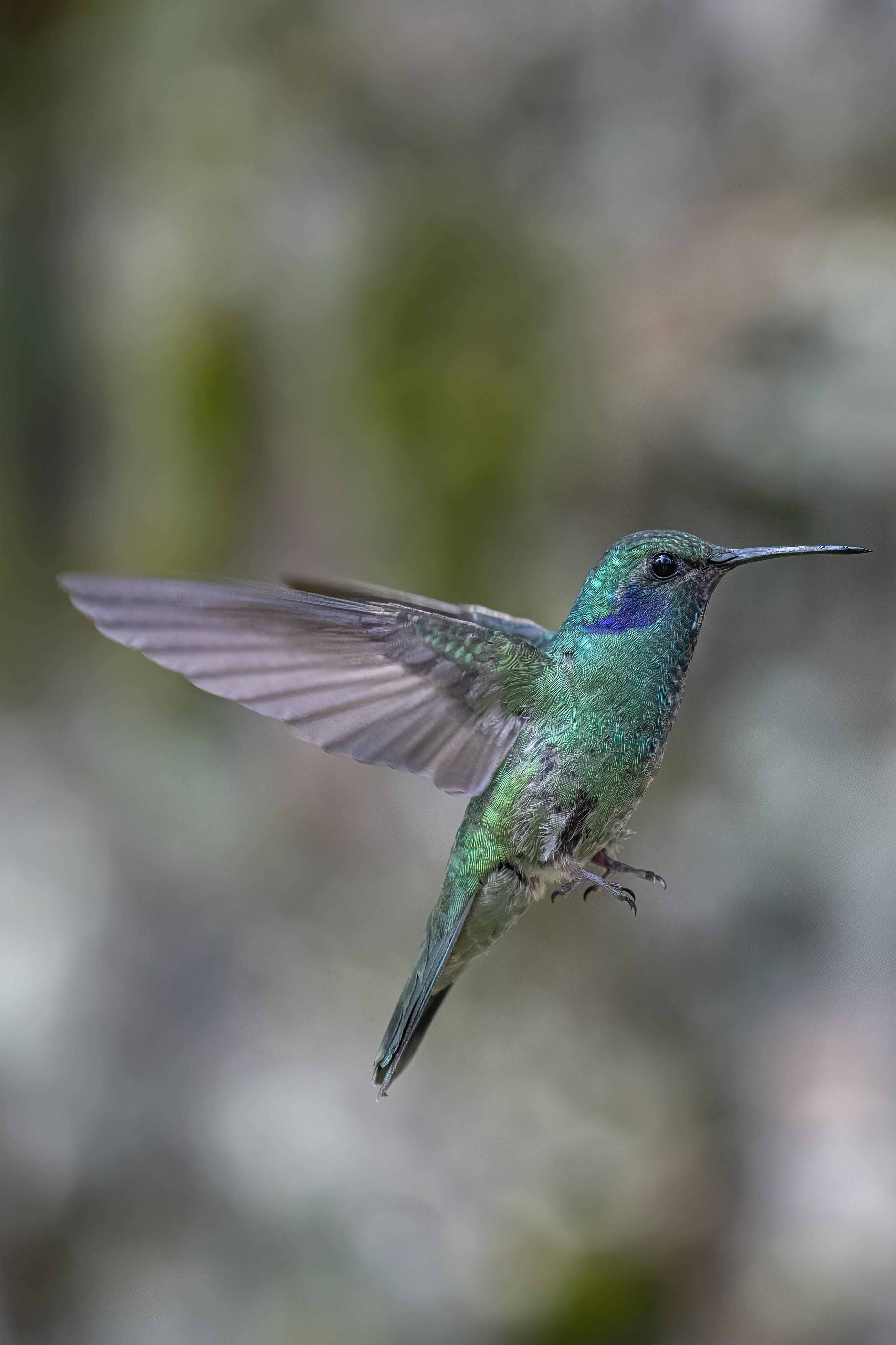 Vibrant Hummingbird in Flight, Colombia · Free Stock Photo