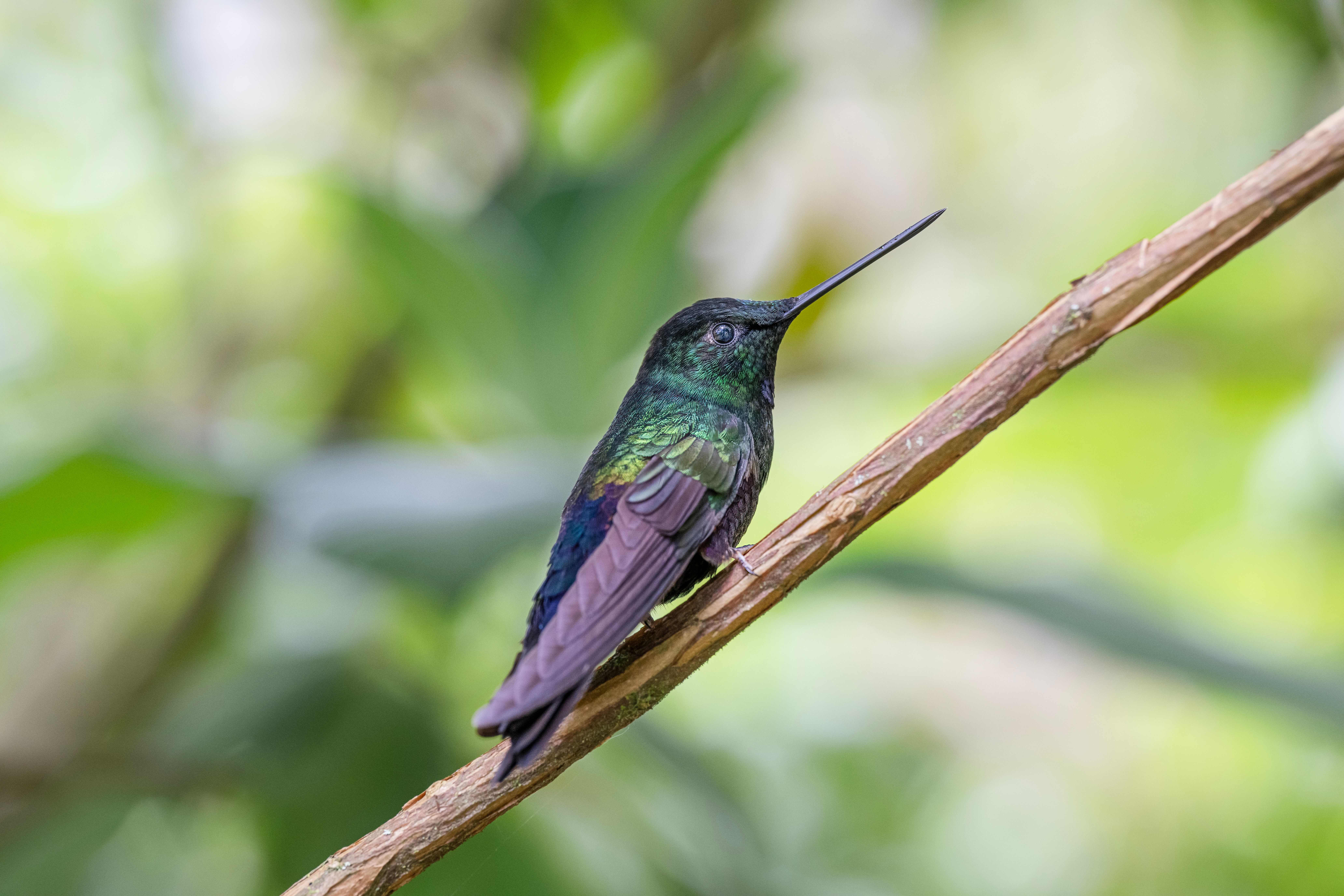 Close-Up Shot of a Hummingbird · Free Stock Photo