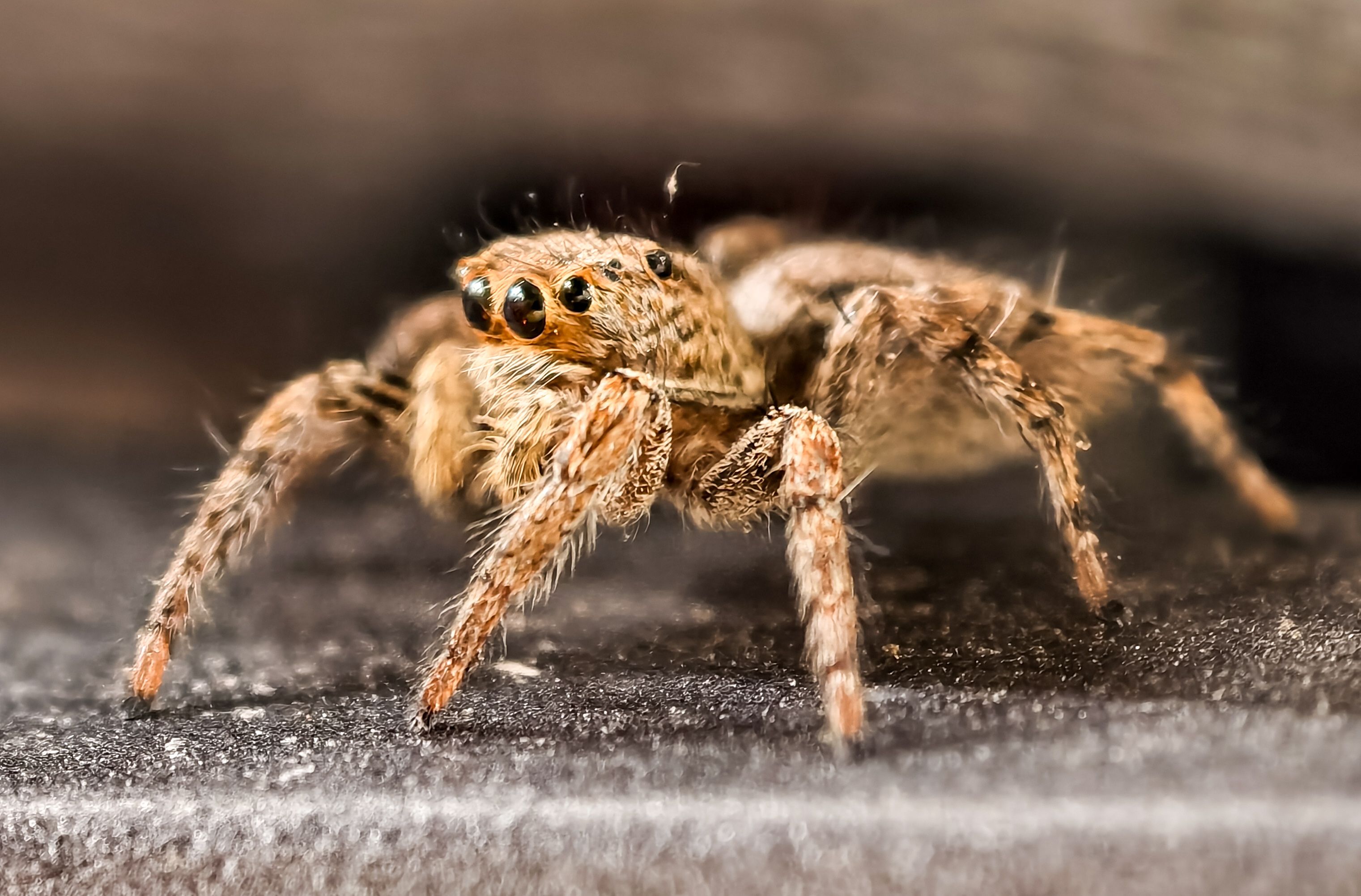 Close-up Macro Shot of a Jumping Spider · Free Stock Photo