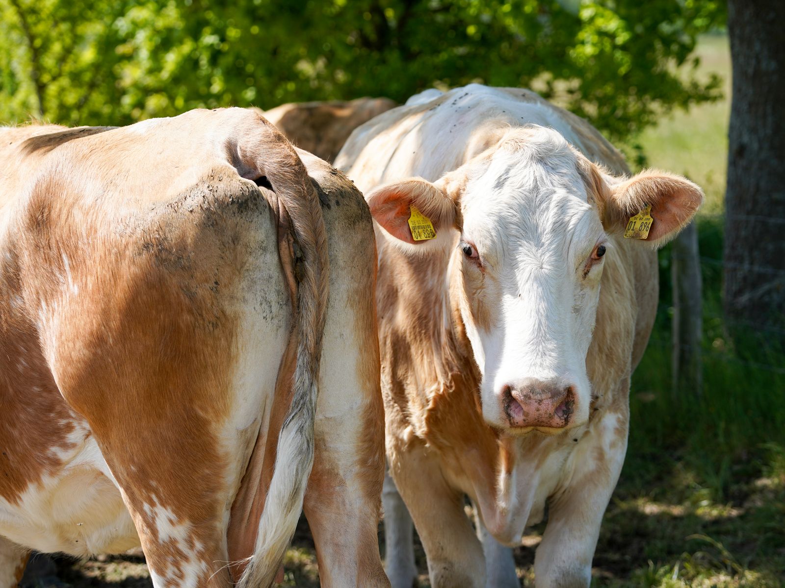 Cows Buttocks Photos, Download The BEST Free Cows Buttocks Stock Photos ...