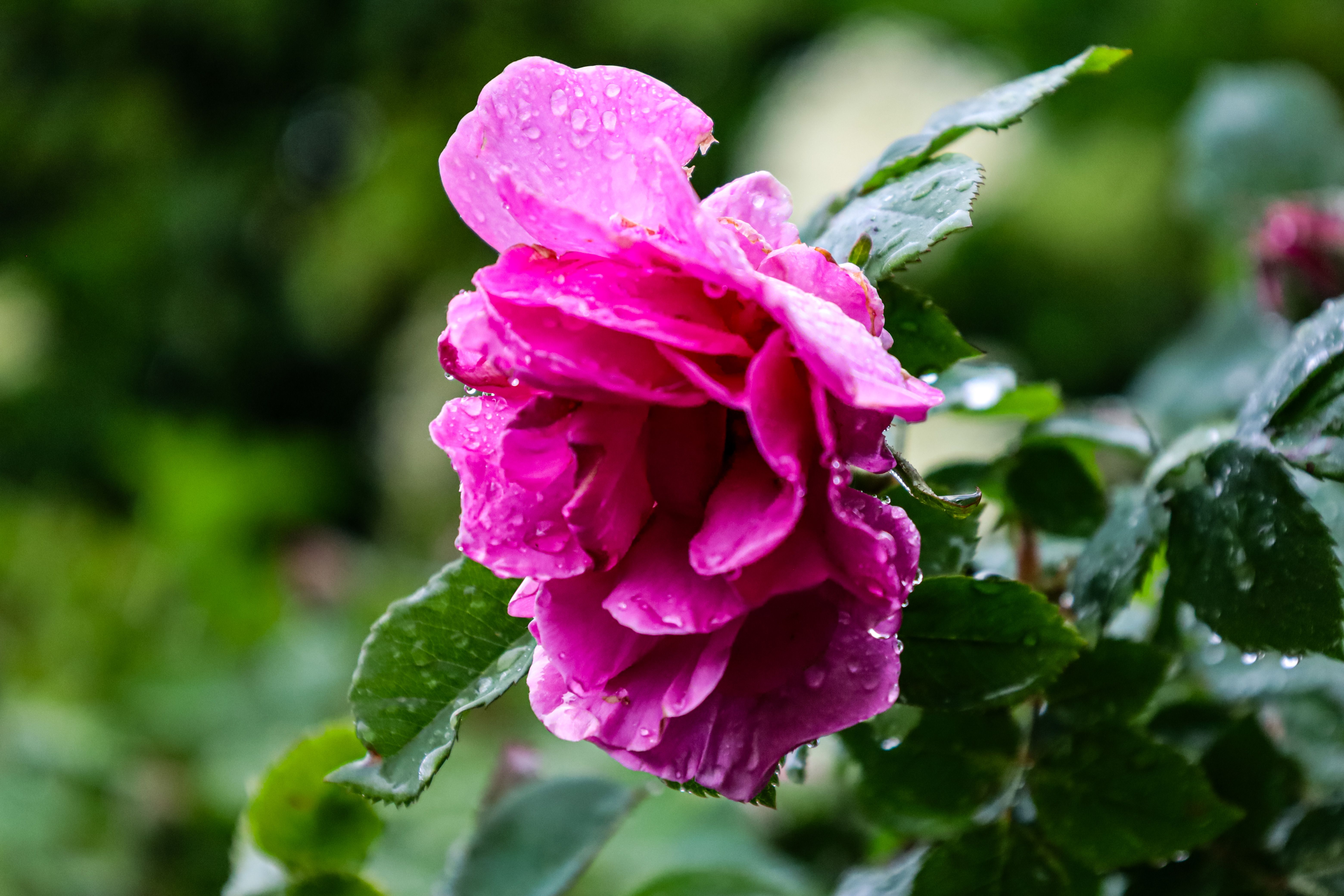 Vibrant Pink Rose with Raindrops in Garden · Free Stock Photo