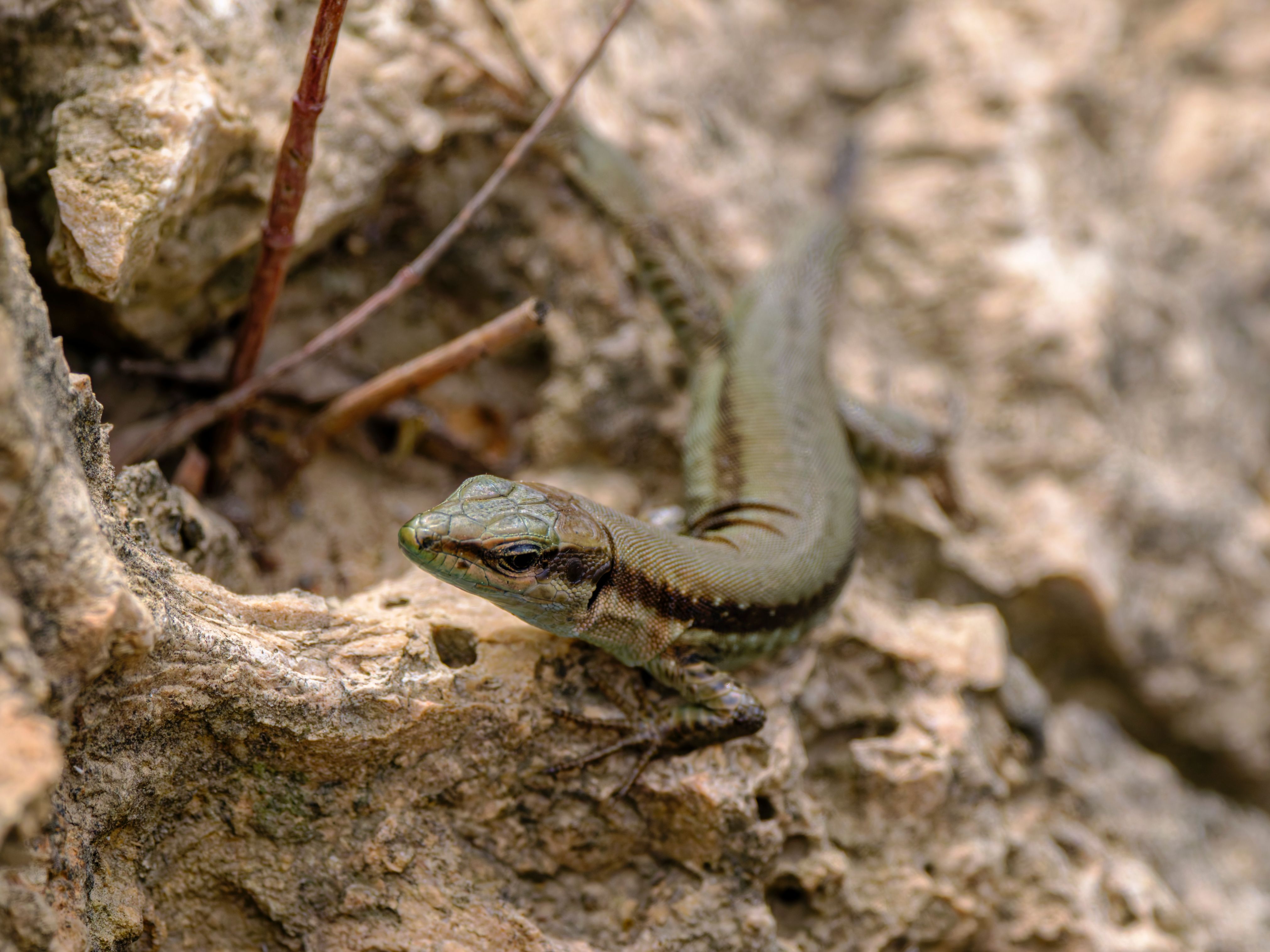 Common Wall Lizard Sunbathing on a Rock · Free Stock Photo