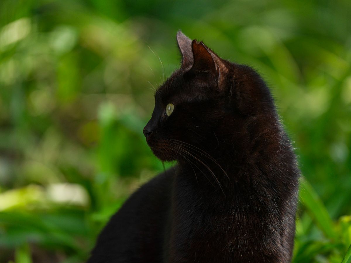 Freaky Cat Photos, Download The BEST Free Freaky Cat Stock Photos & HD ...