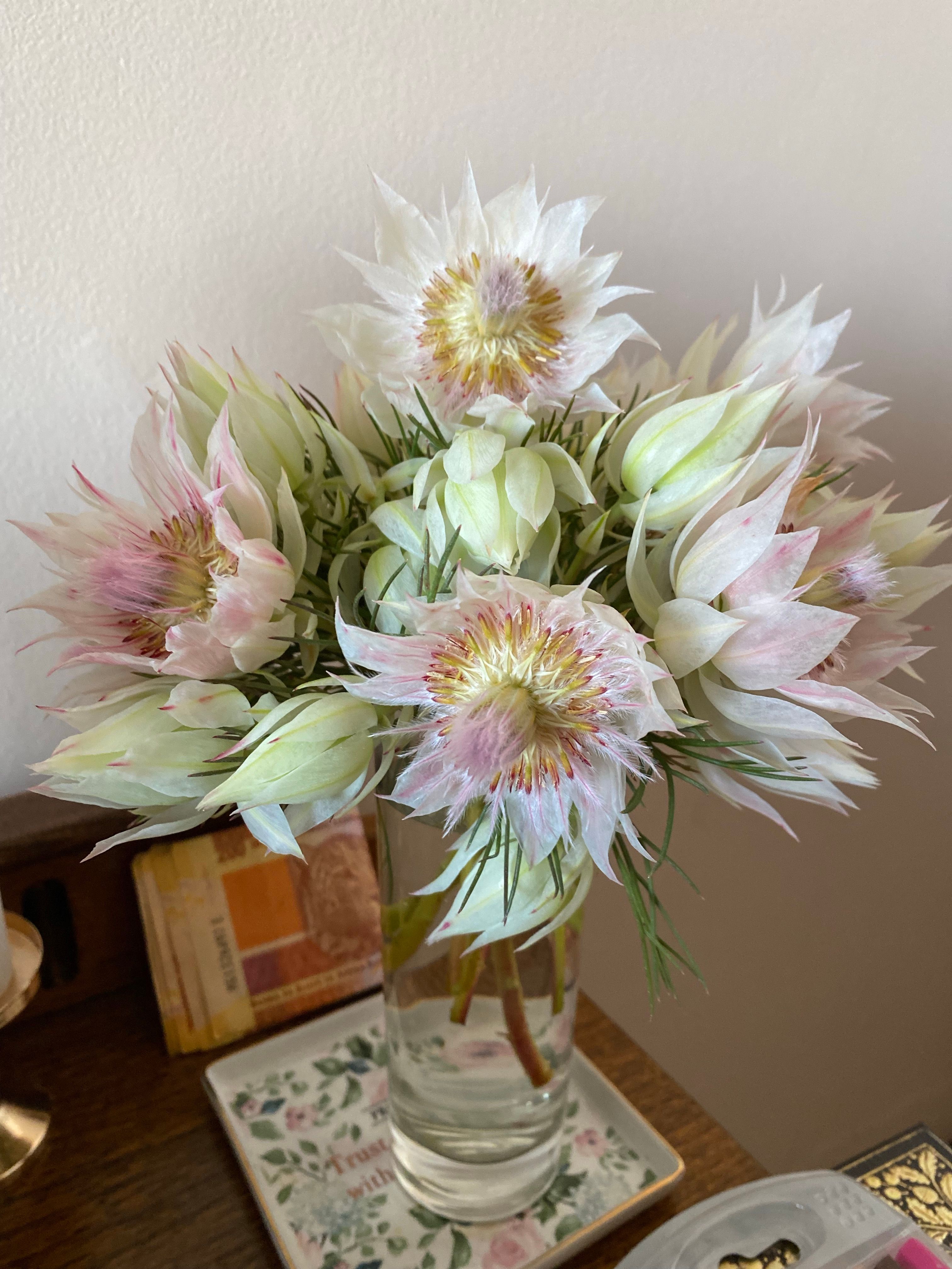 Protea In Der Vase