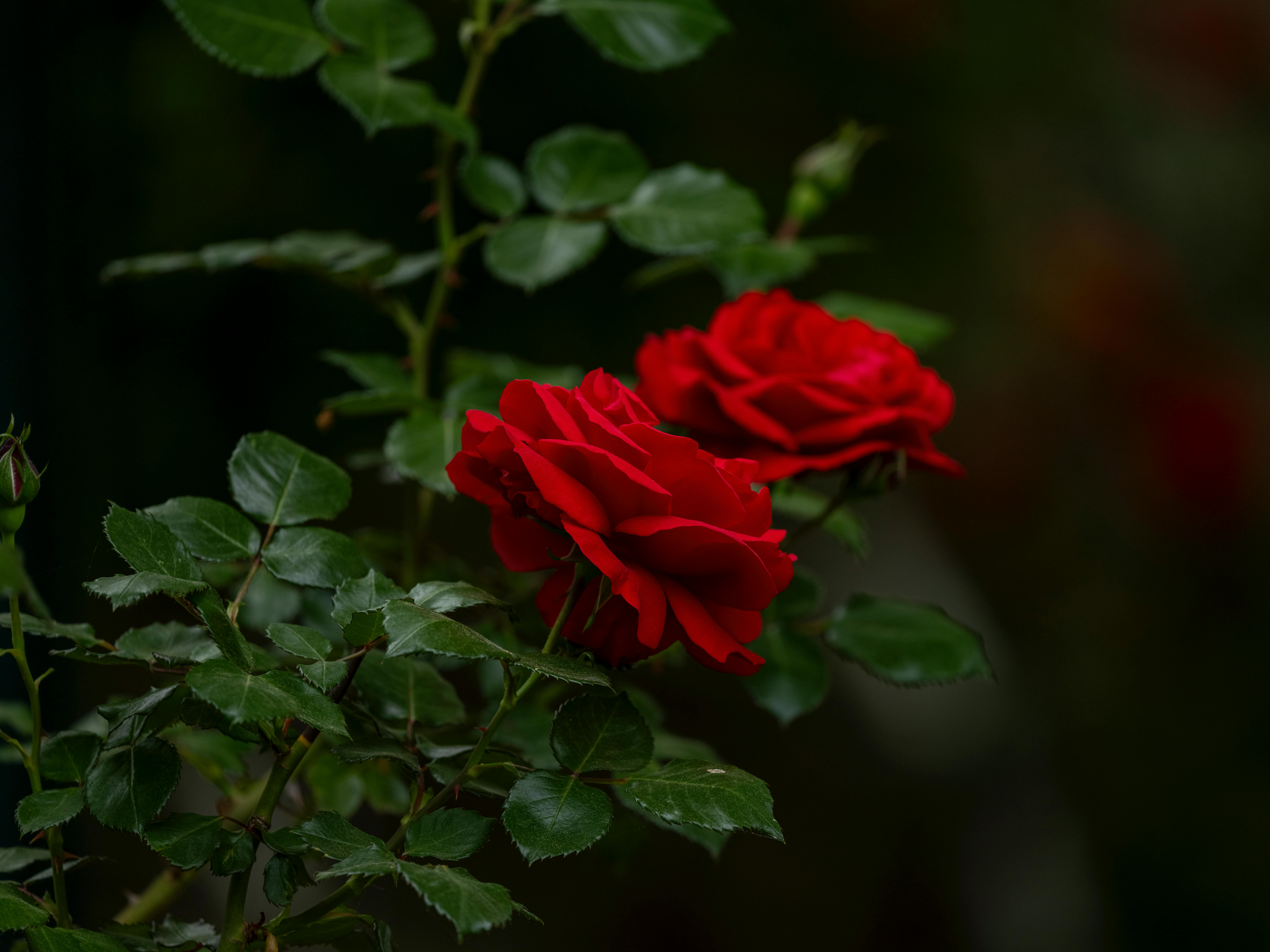 Close-up of Red Roses in Bloom in Summer Garden · Free Stock Photo