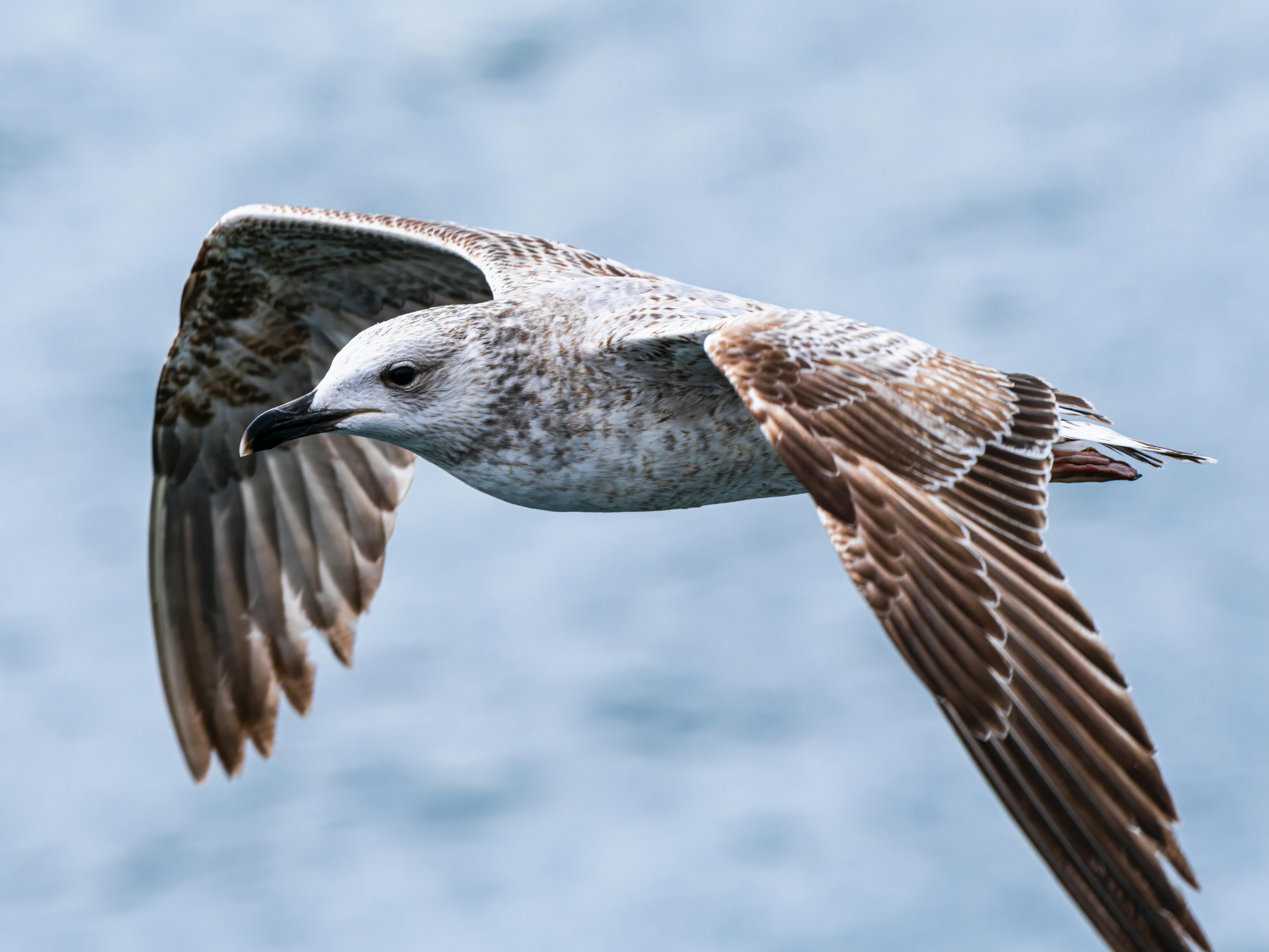 Swift Goruntuleri Photos, Download The BEST Free Swift Goruntuleri ...