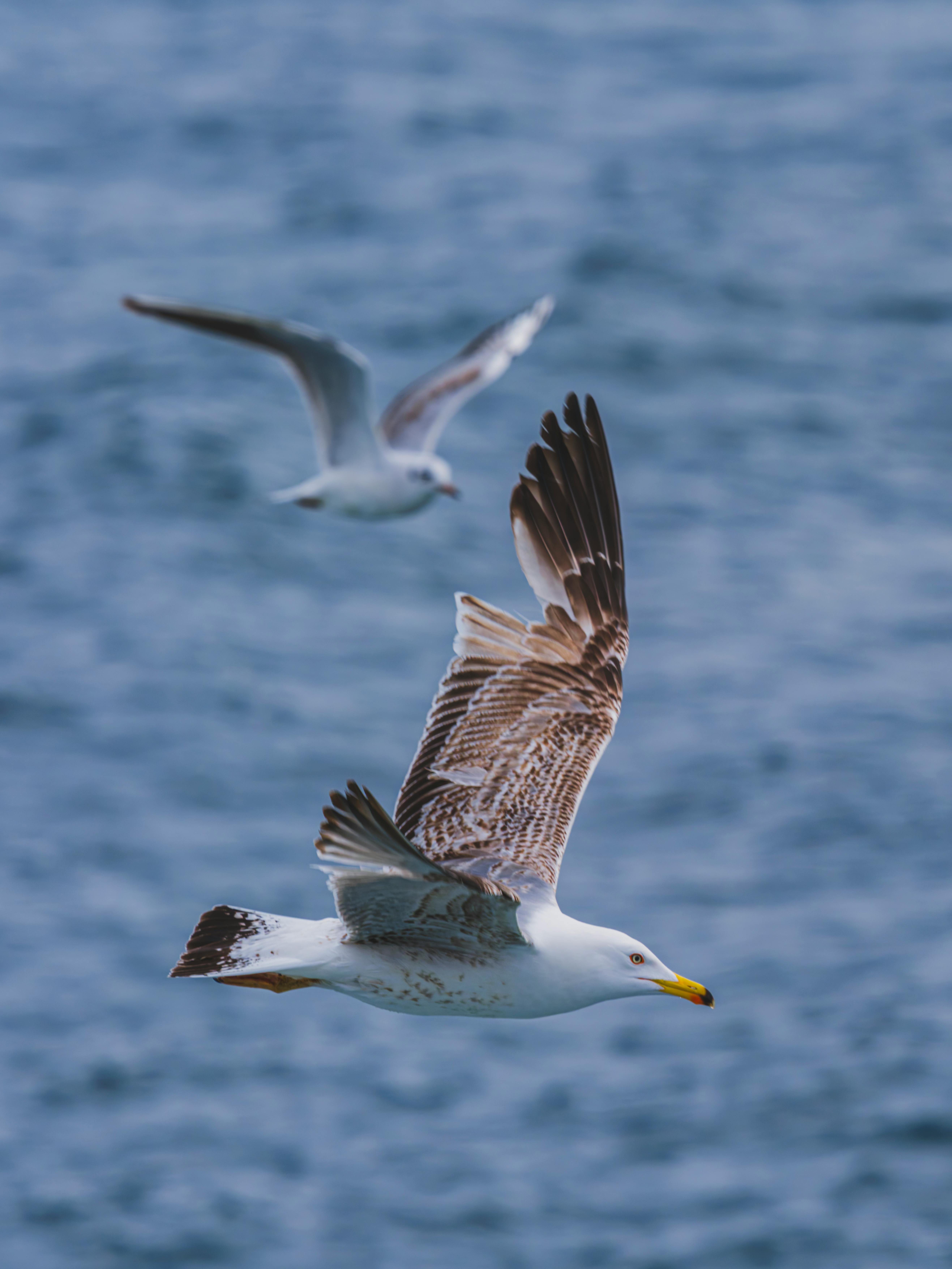 Majestic Seagulls Soaring Over Ocean Waters · Free Stock Photo
