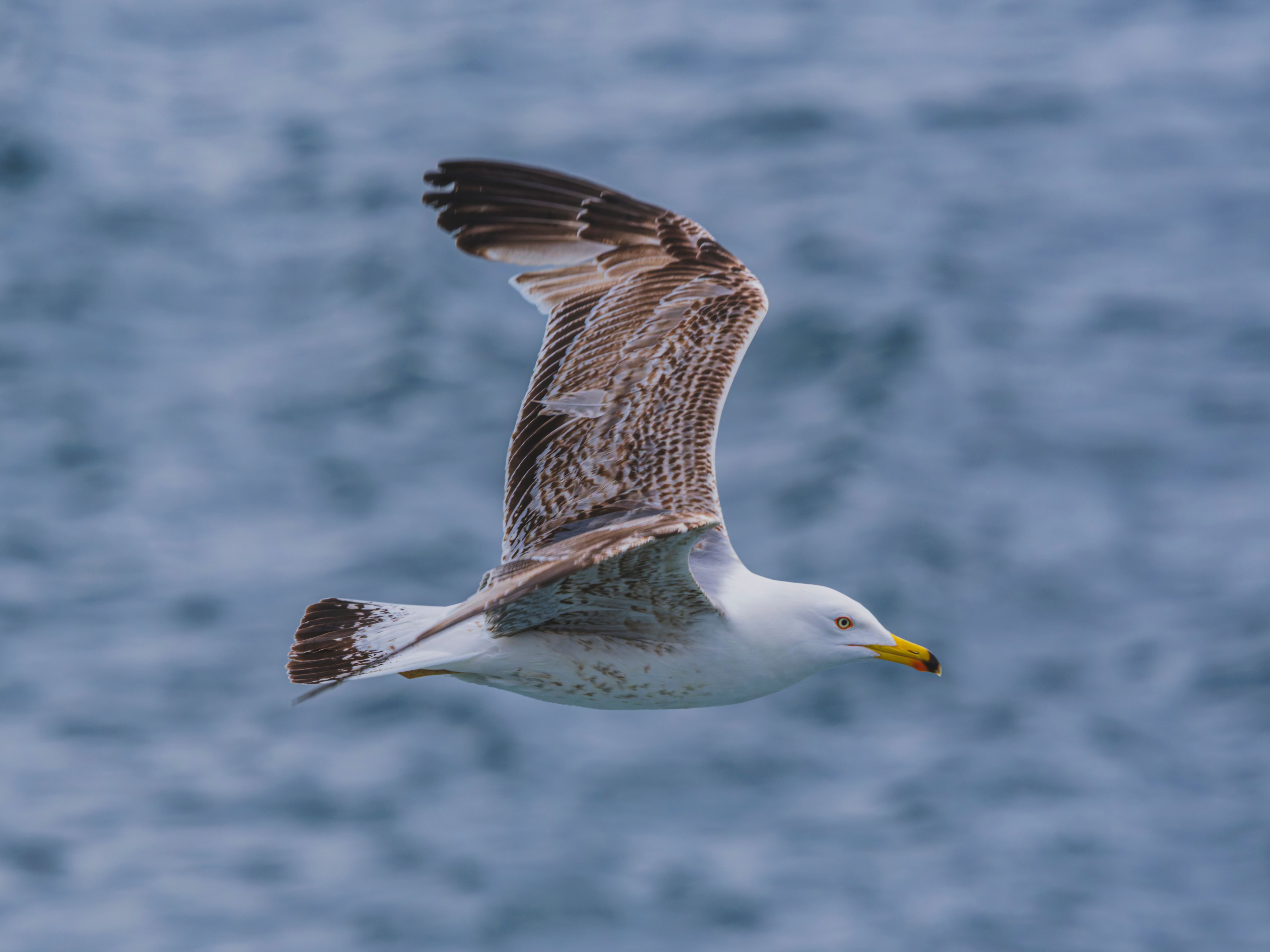 Majestic Flying Seagull Over Ocean Waters · Free Stock Photo