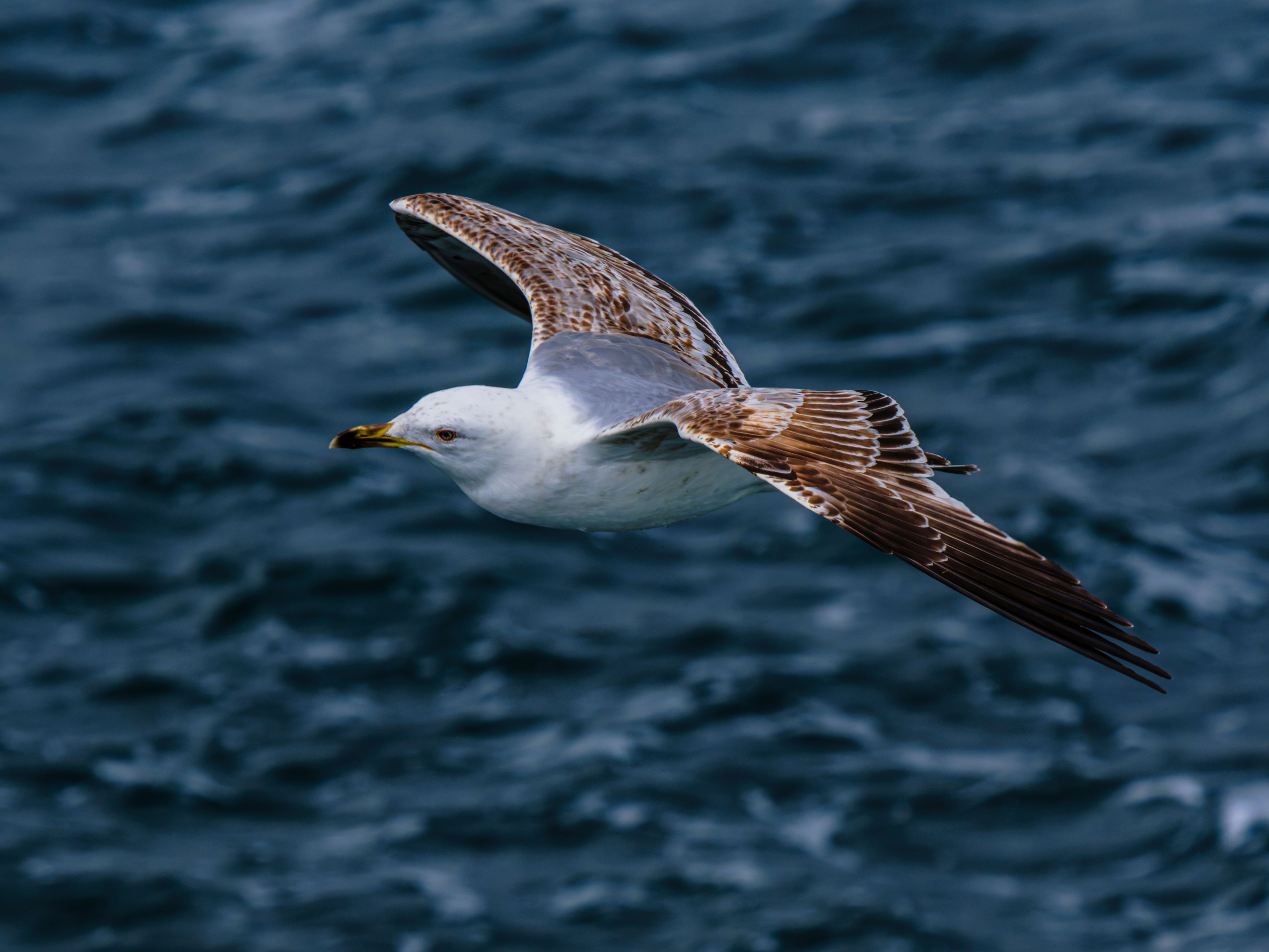 Close-up of a Flying Seagull Over Ocean Waters · Free Stock Photo