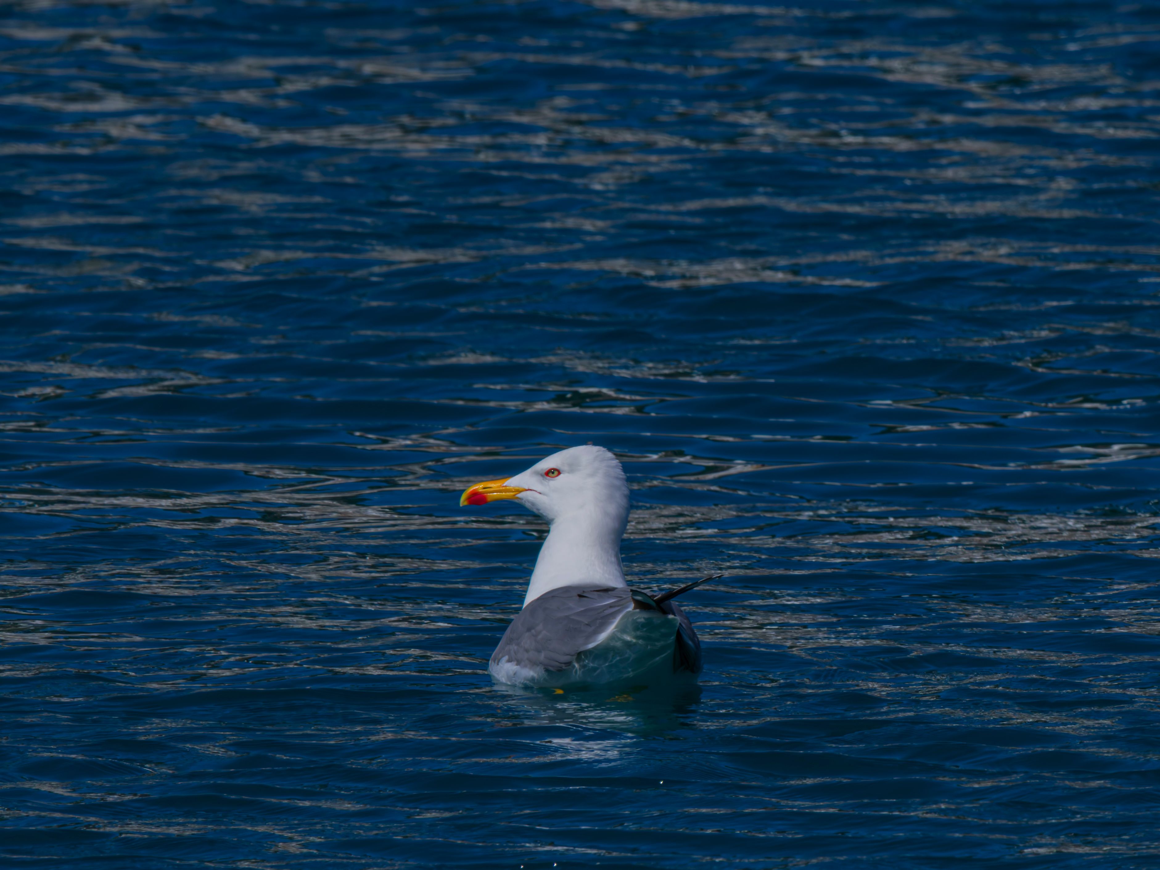 Majestic Seagull on Sparkling Blue Water · Free Stock Photo