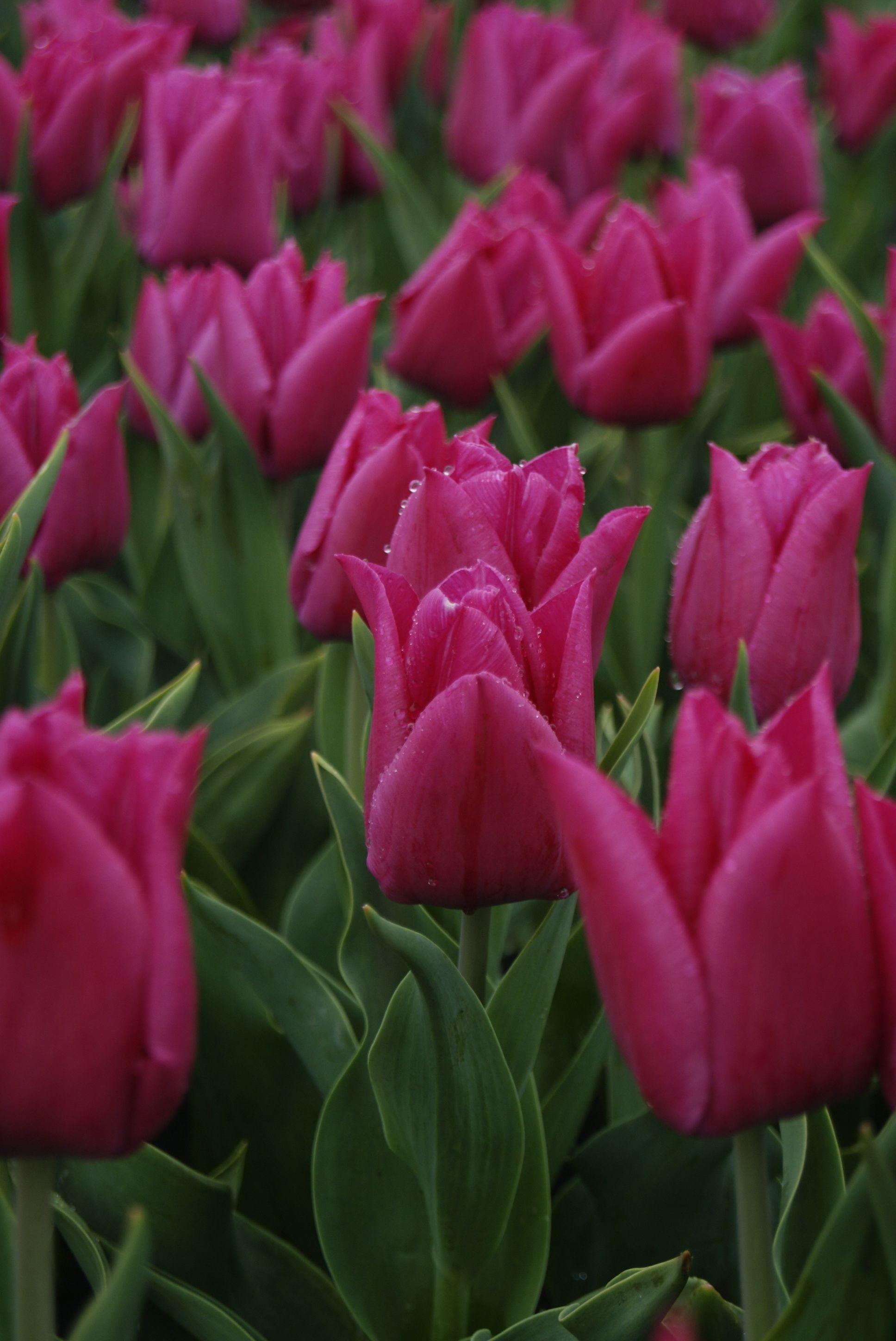 Netherlands Dutch Springtime Photos, Download The BEST Free Netherlands ...