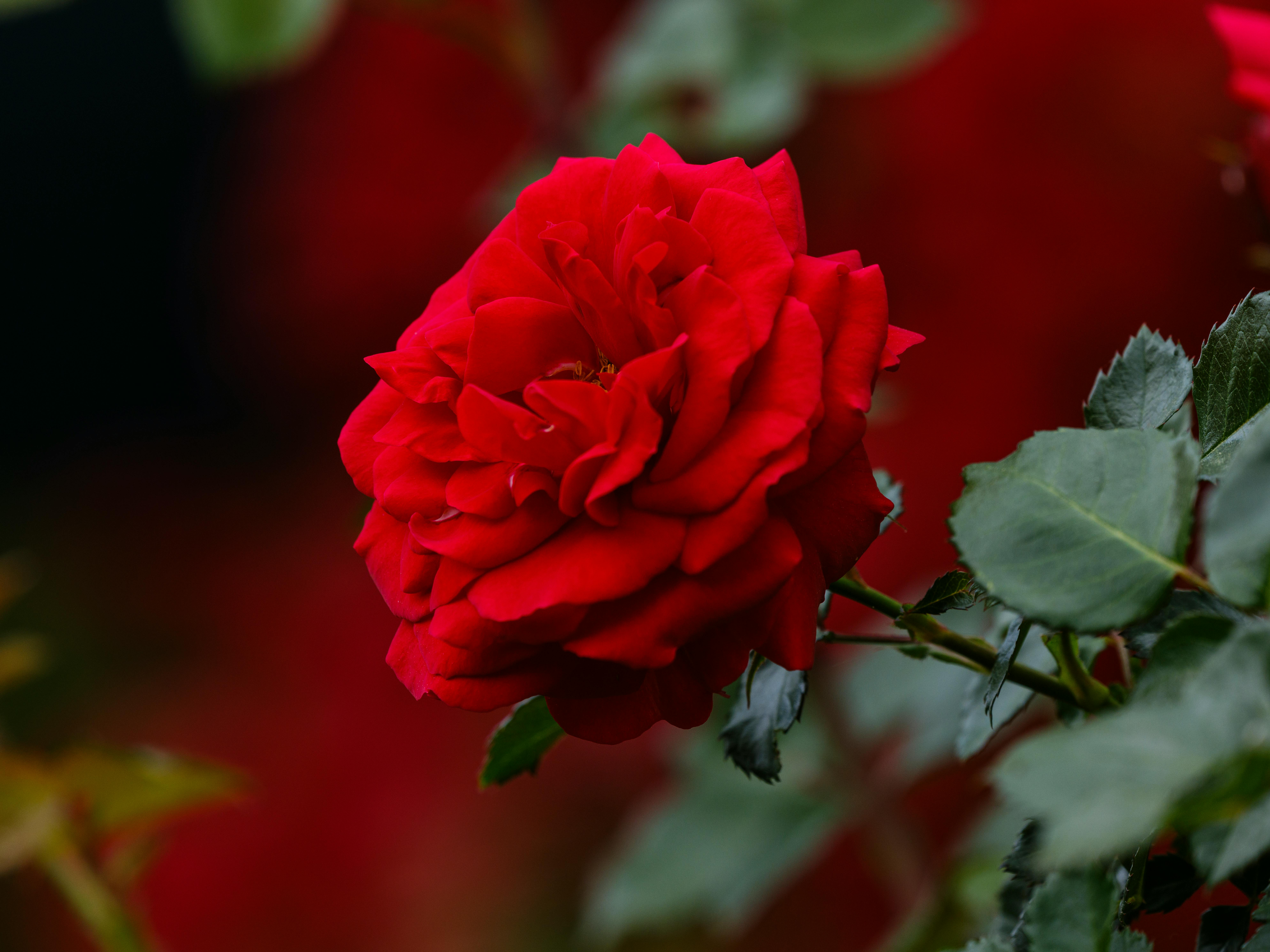 Close-up of a Vibrant Red Rose in Bloom · Free Stock Photo